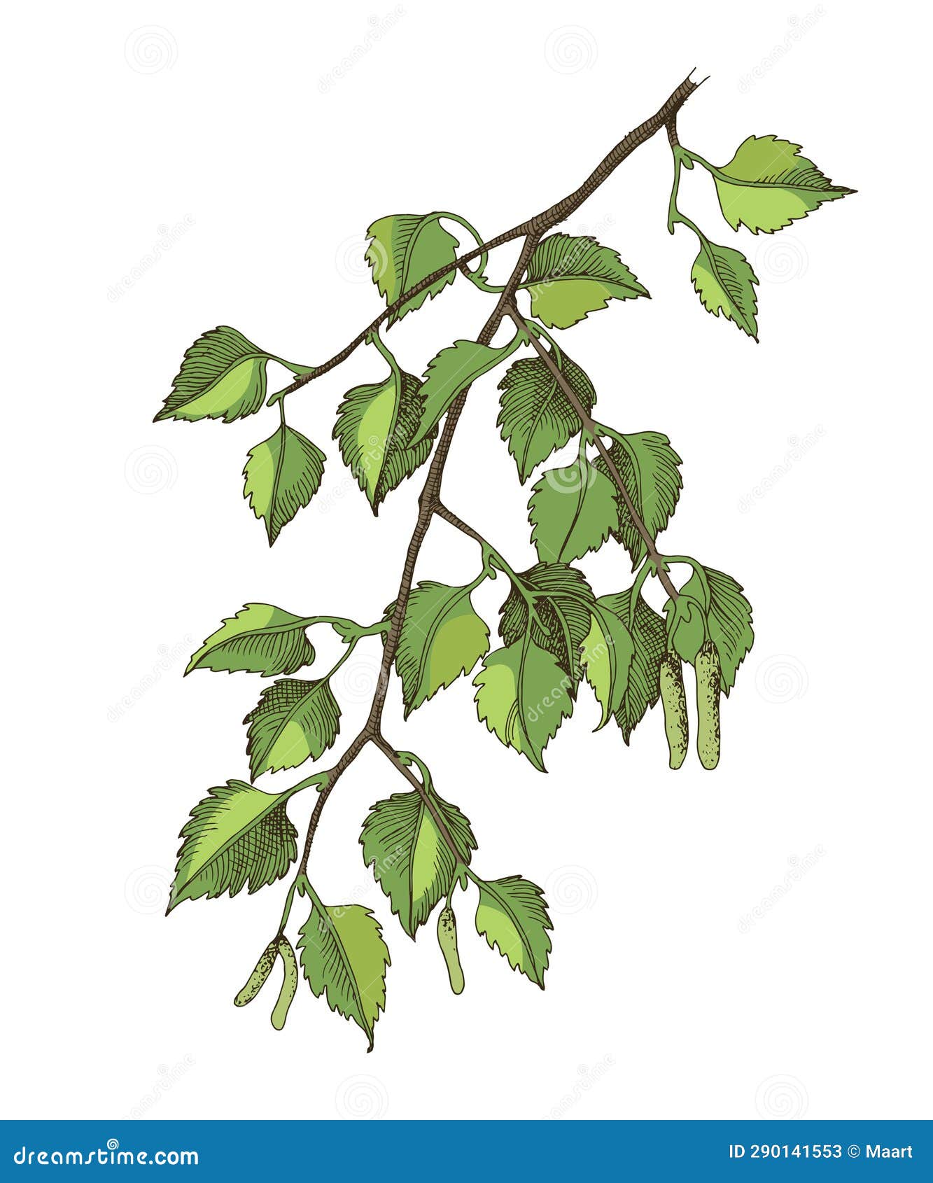 Hand Drawn Birch Tree Branch Stock Vector - Illustration of environment ...