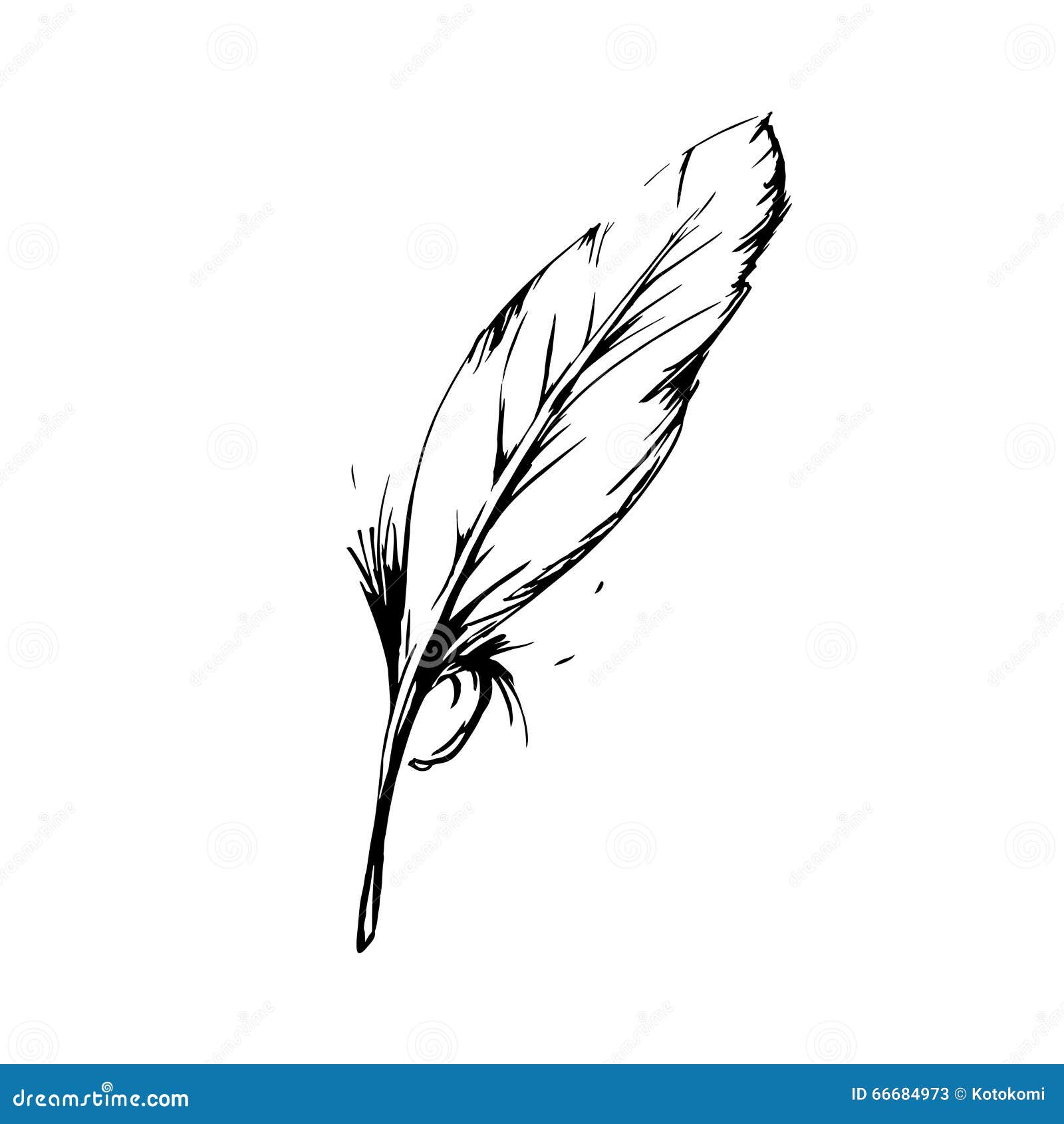 Hand Drawn Bird Feather, Symbol of Knowledge, Writing and Learning ...