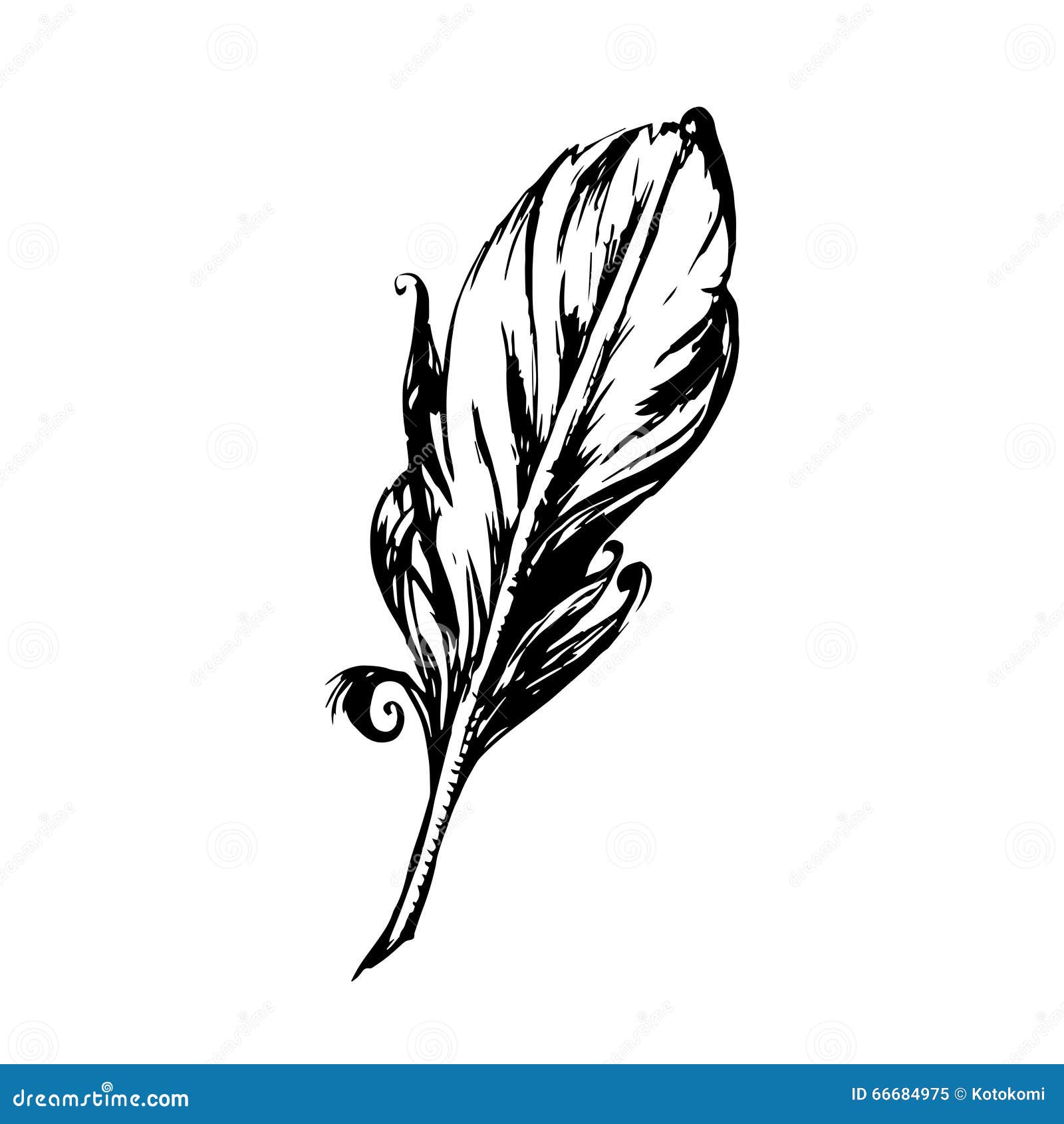 Hand Drawn Bird Feather, Symbol of Knowledge, Writing and Learning ...