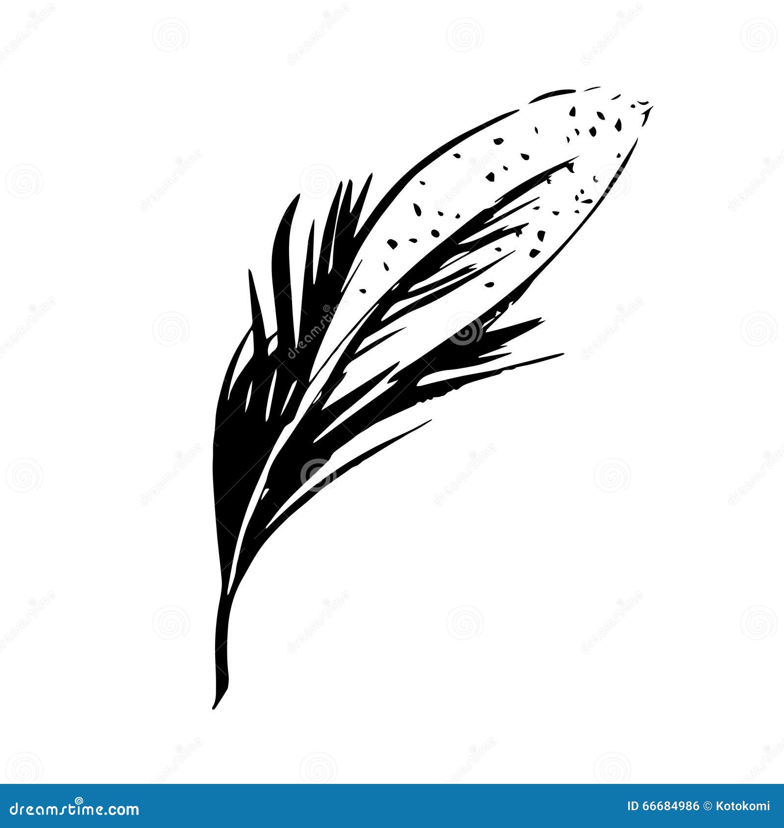 Hand Drawn Bird Feather, Symbol of Knowledge, Writing and Learning ...