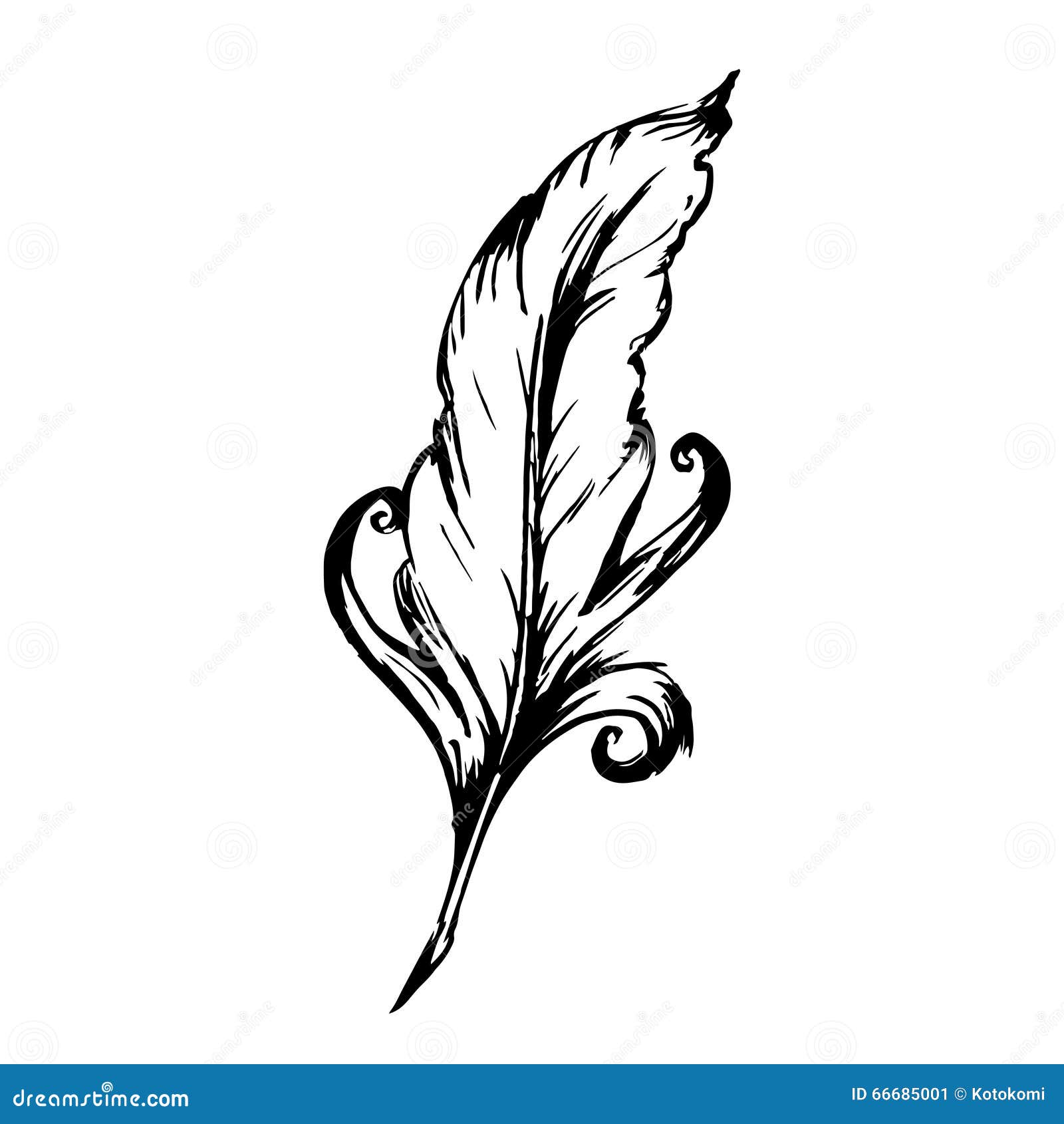 Hand Drawn Bird Feather, Symbol of Knowledge, Writing and Learning ...
