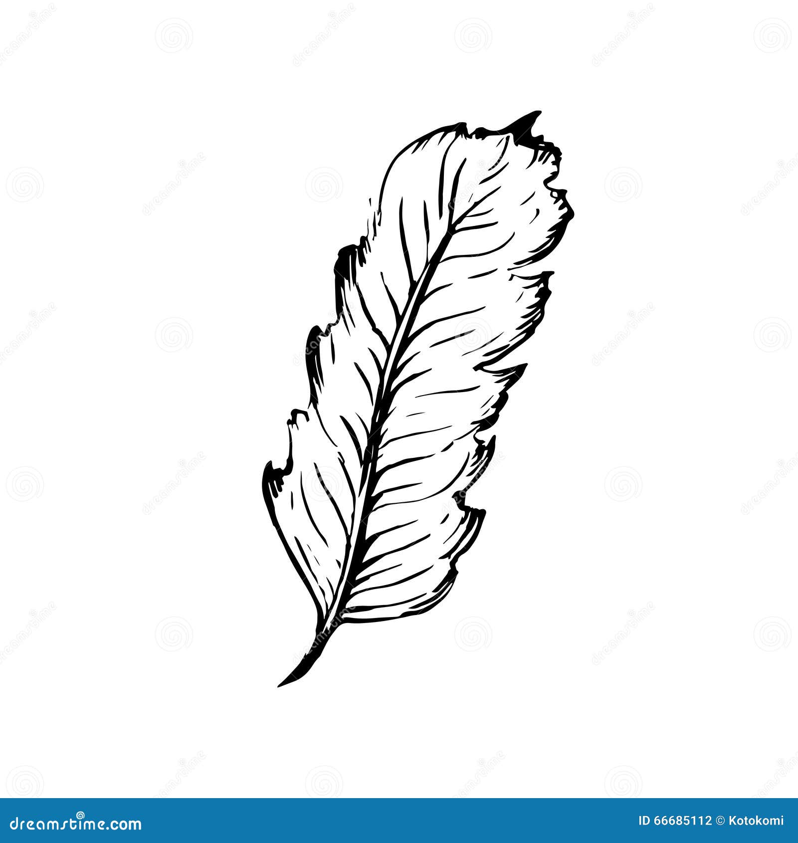 Hand Drawn Bird Feather, Symbol of Knowledge, Writing and Learning ...