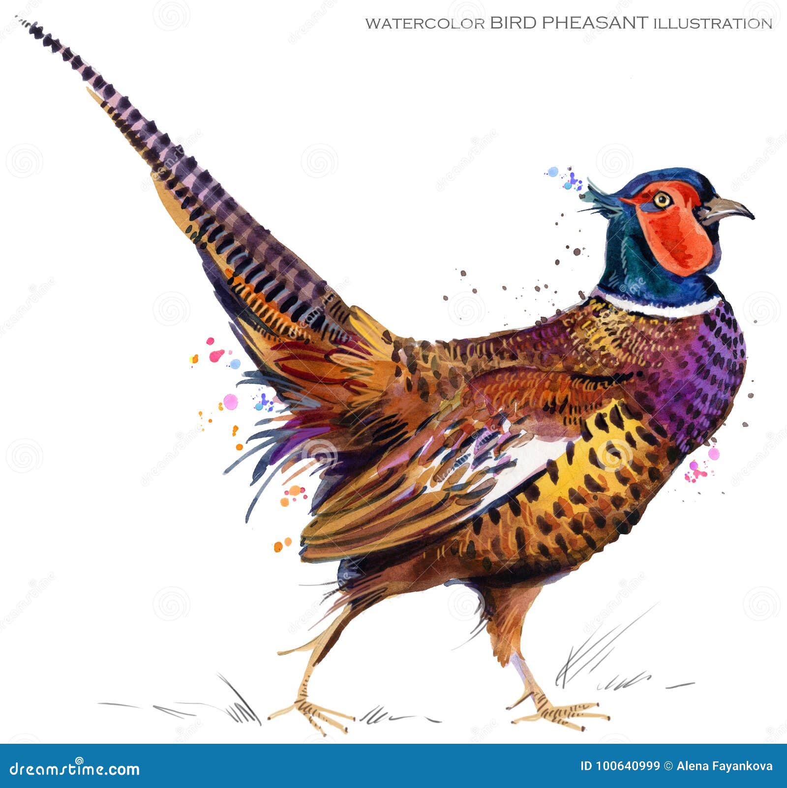 Bird Pheasant Watercolor Illustration. Stock Illustration ...