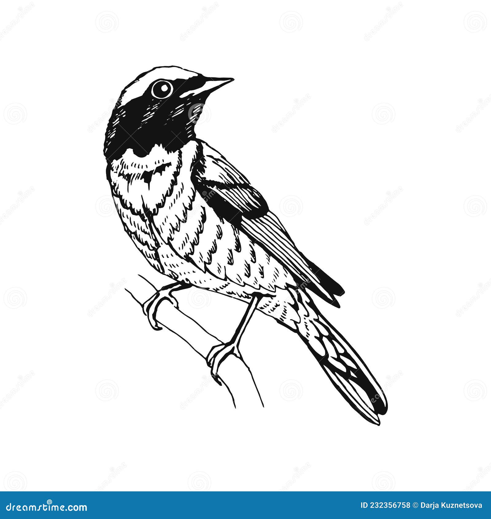 Hand Drawn Bird. Redstart. Outline Drawing. Vector Illustration Stock ...