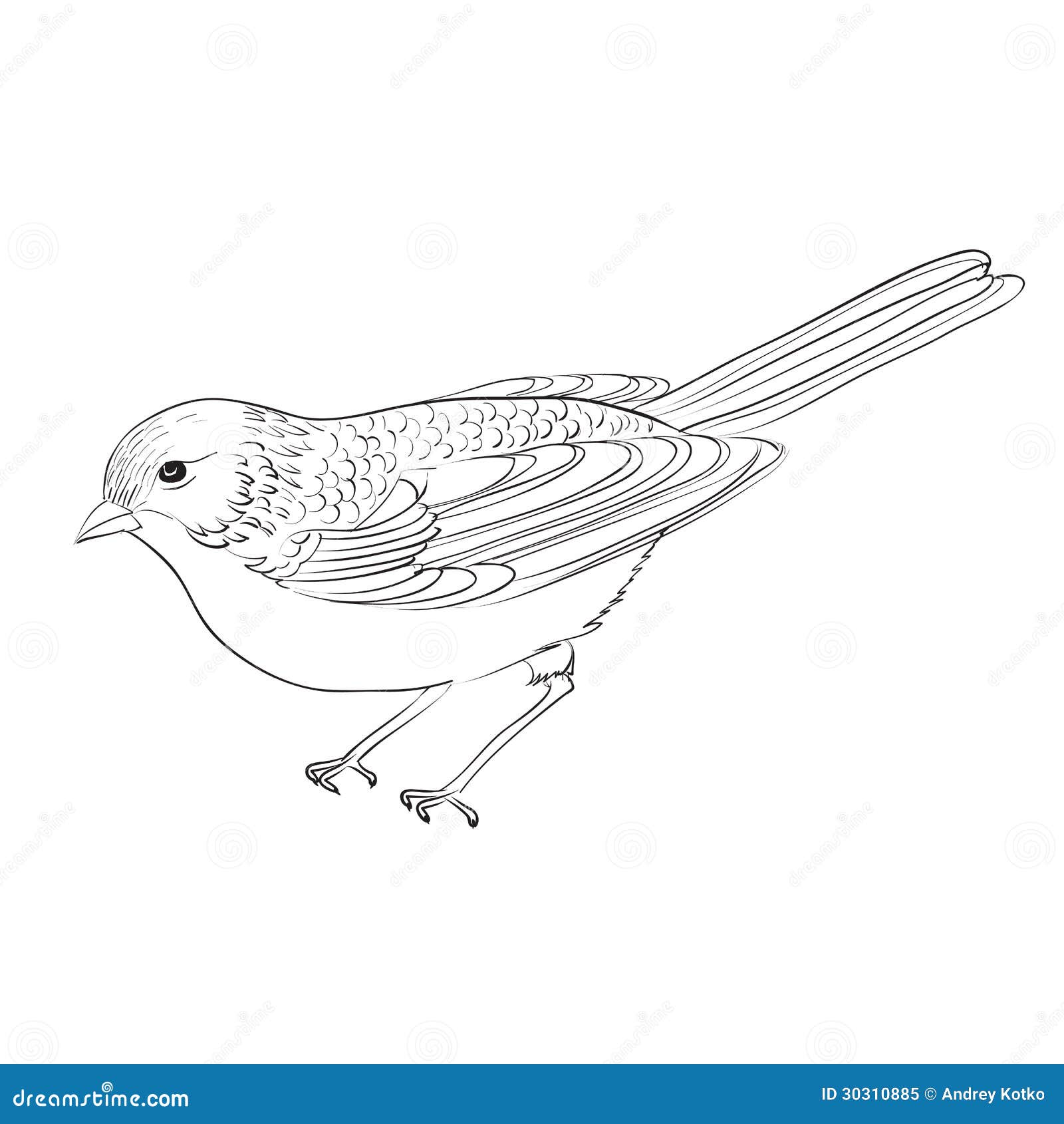 Hand drawn bird stock vector. Illustration of spring - 30310885