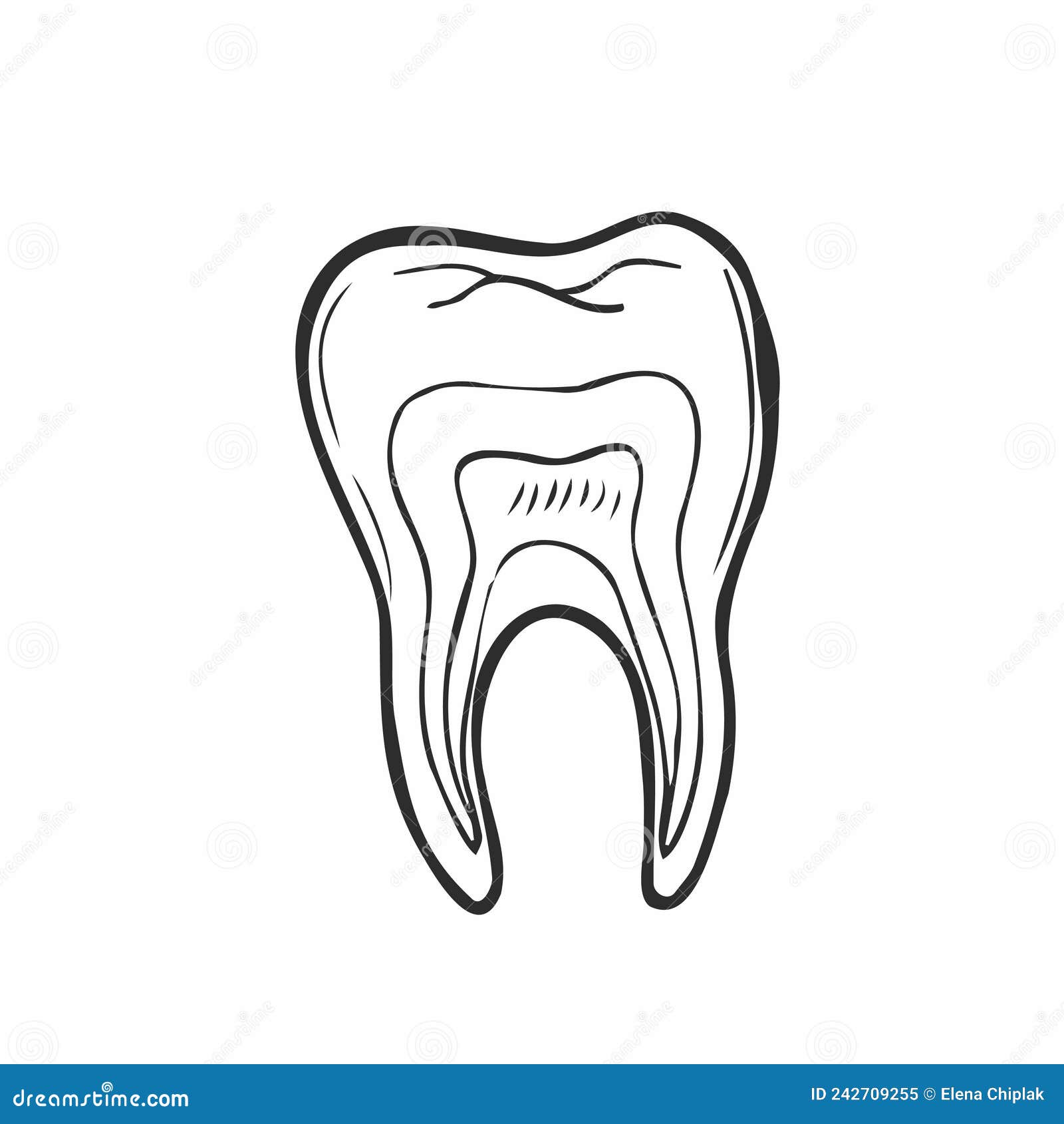 Hand-drawn Black Lines Sketch Molar, Tooth. Doodle Drawing. Object ...