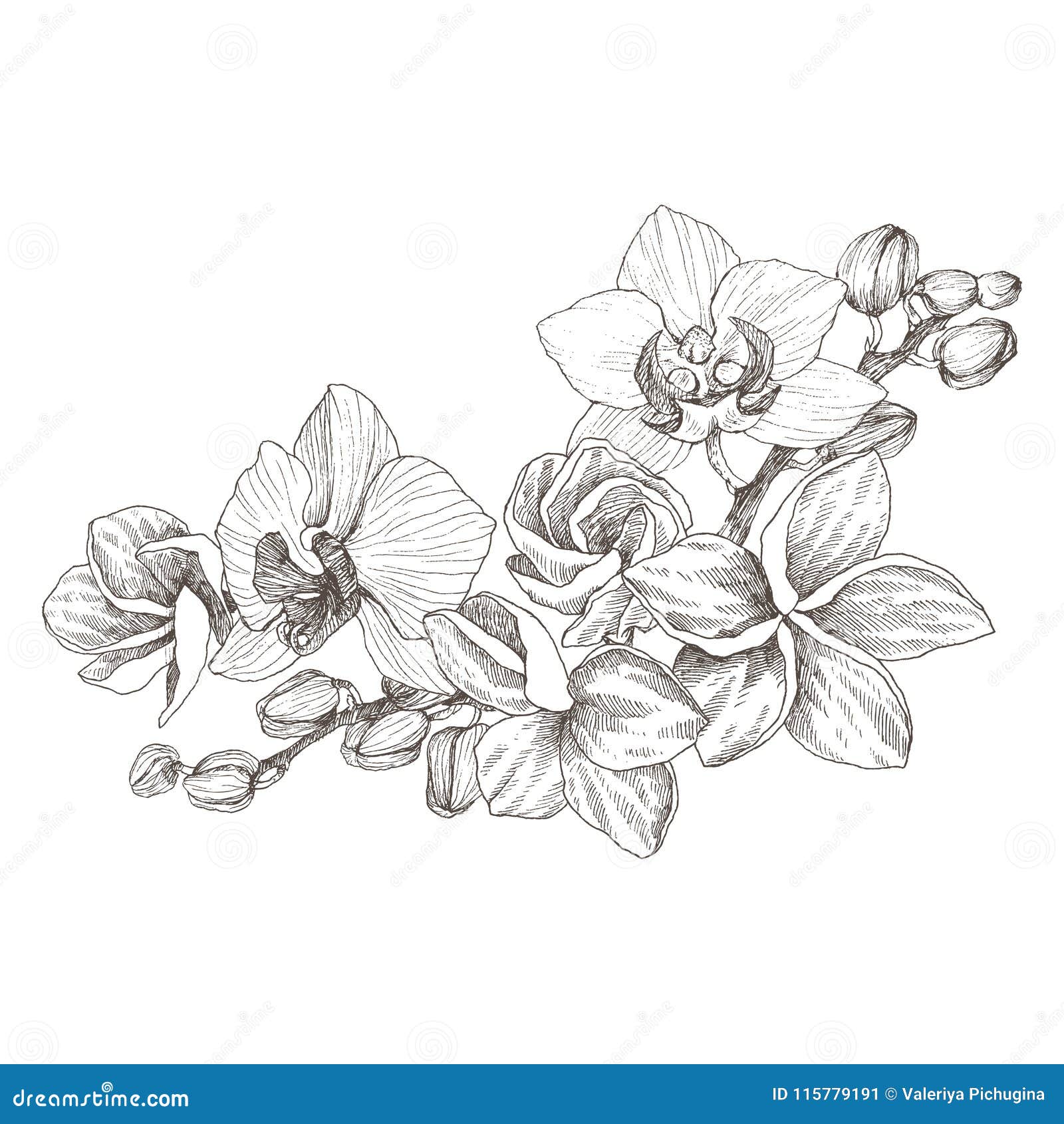 Hand Drawn Black Outline Bouquet With Orchid And Plumeria On A White