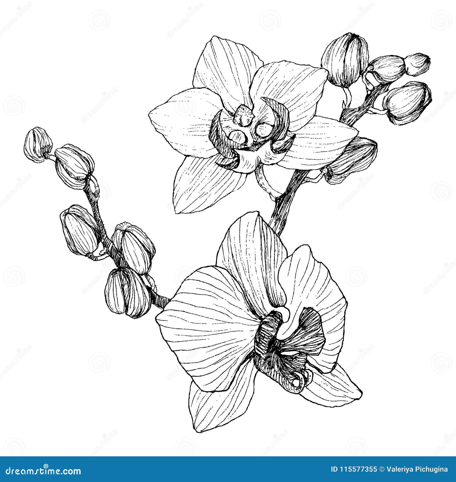 Hand Drawn Black Outline Orchid On A White Background Isolated Highly