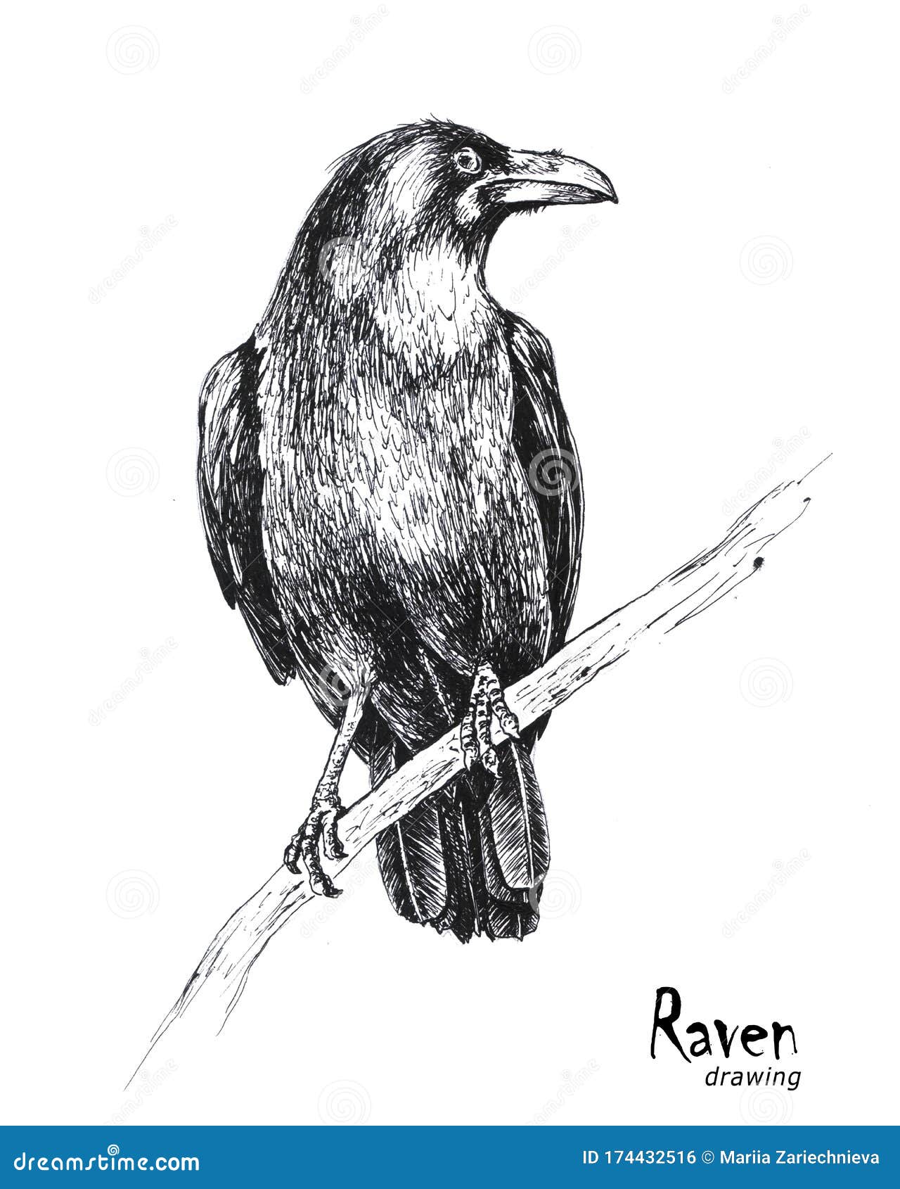 Hand Drawn Black Raven Sitting on a Branch Stock Illustration ...