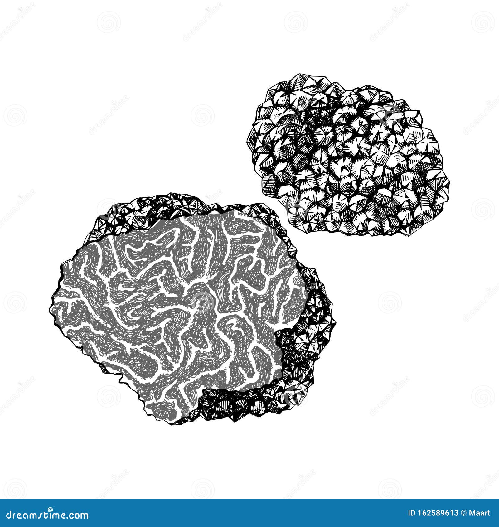 Truffle Stock Illustrations – 9,620 Truffle Stock Illustrations ...