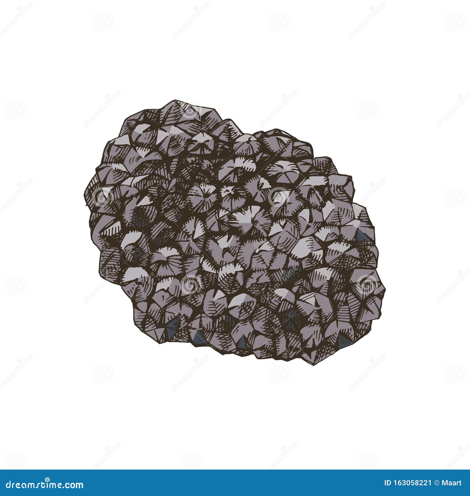 Black Truffle Vector Illustration. Hand Drawn Food Drawing. Edible ...