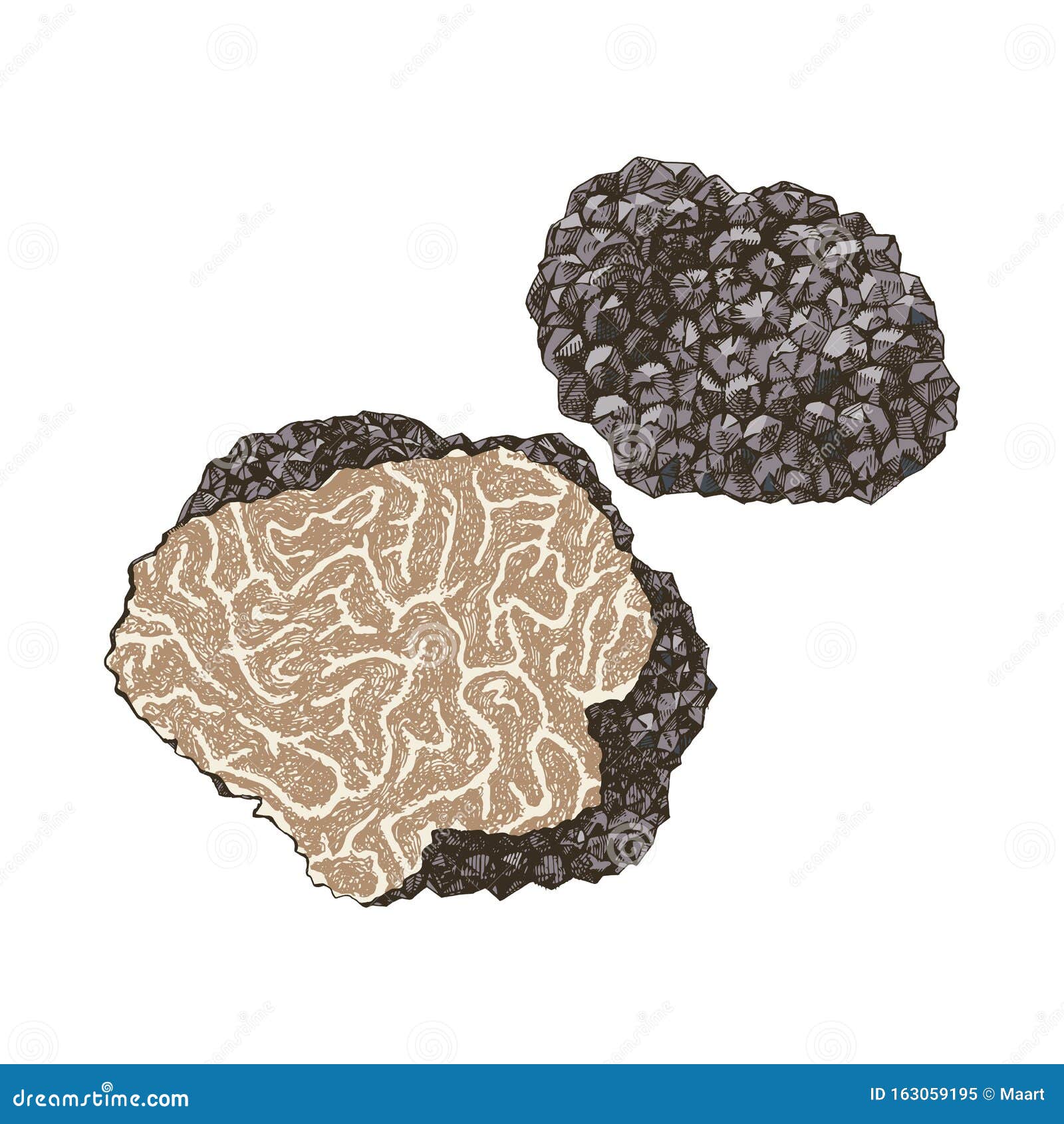 Black Truffle Vector Illustration. Hand Drawn Food Drawing. Edible ...