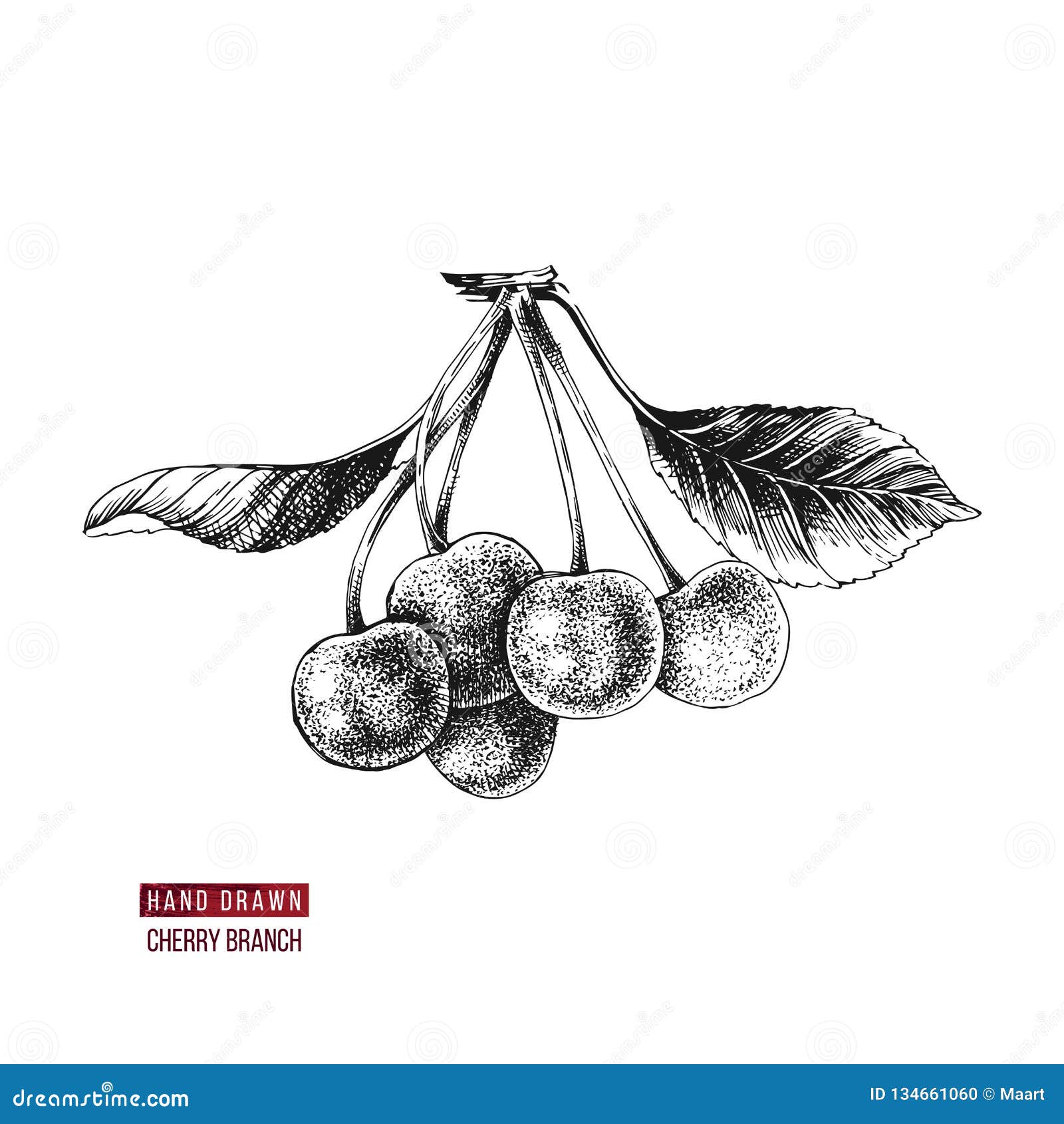 Hand drawn cherries stock vector. Illustration of icon - 134661060