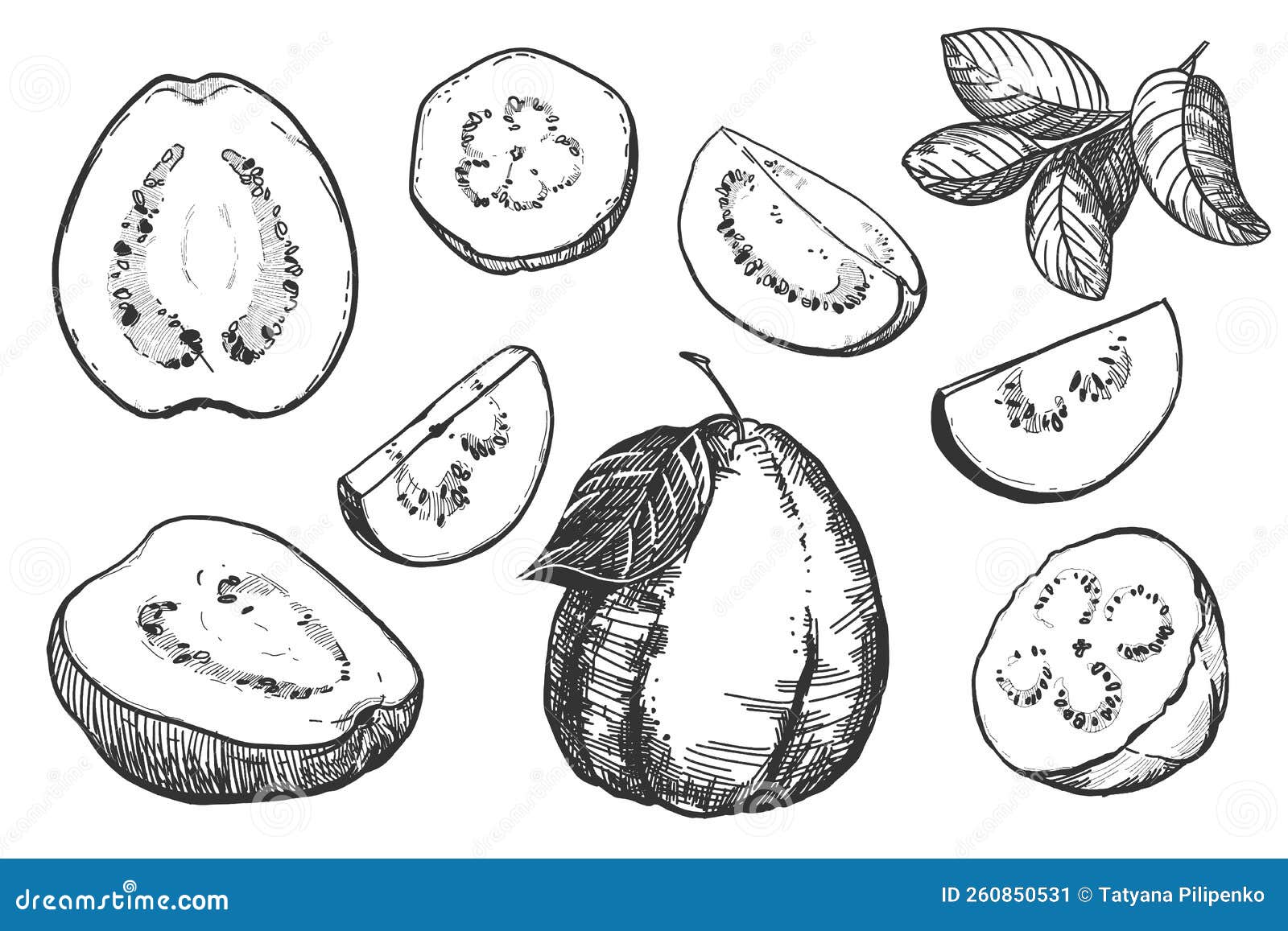 Guava Fruit with Isolated on White Background. Vector Stock Vector ...