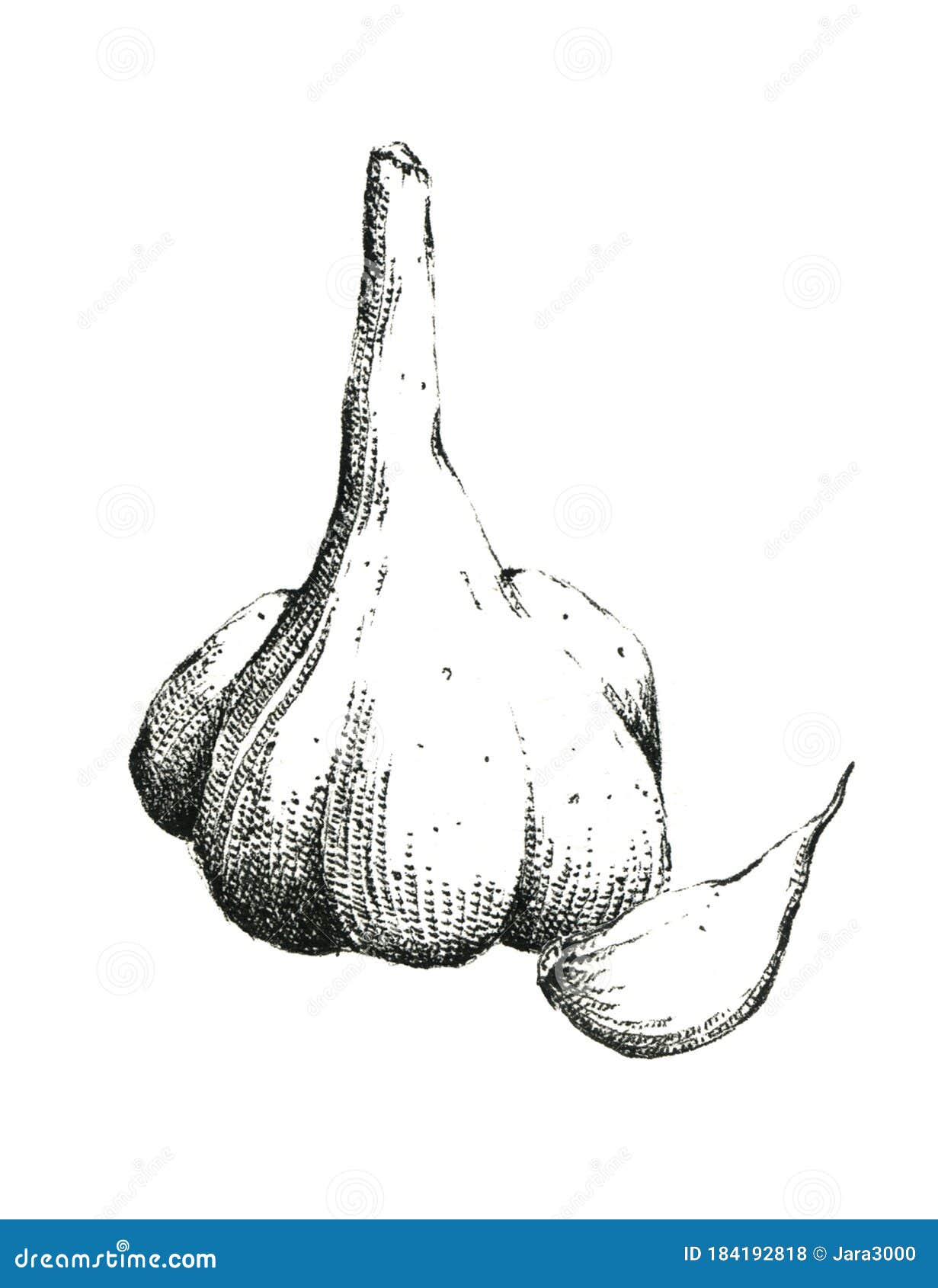 Hand-drawn Black and White Image of Garlic. Jpeg only Stock ...