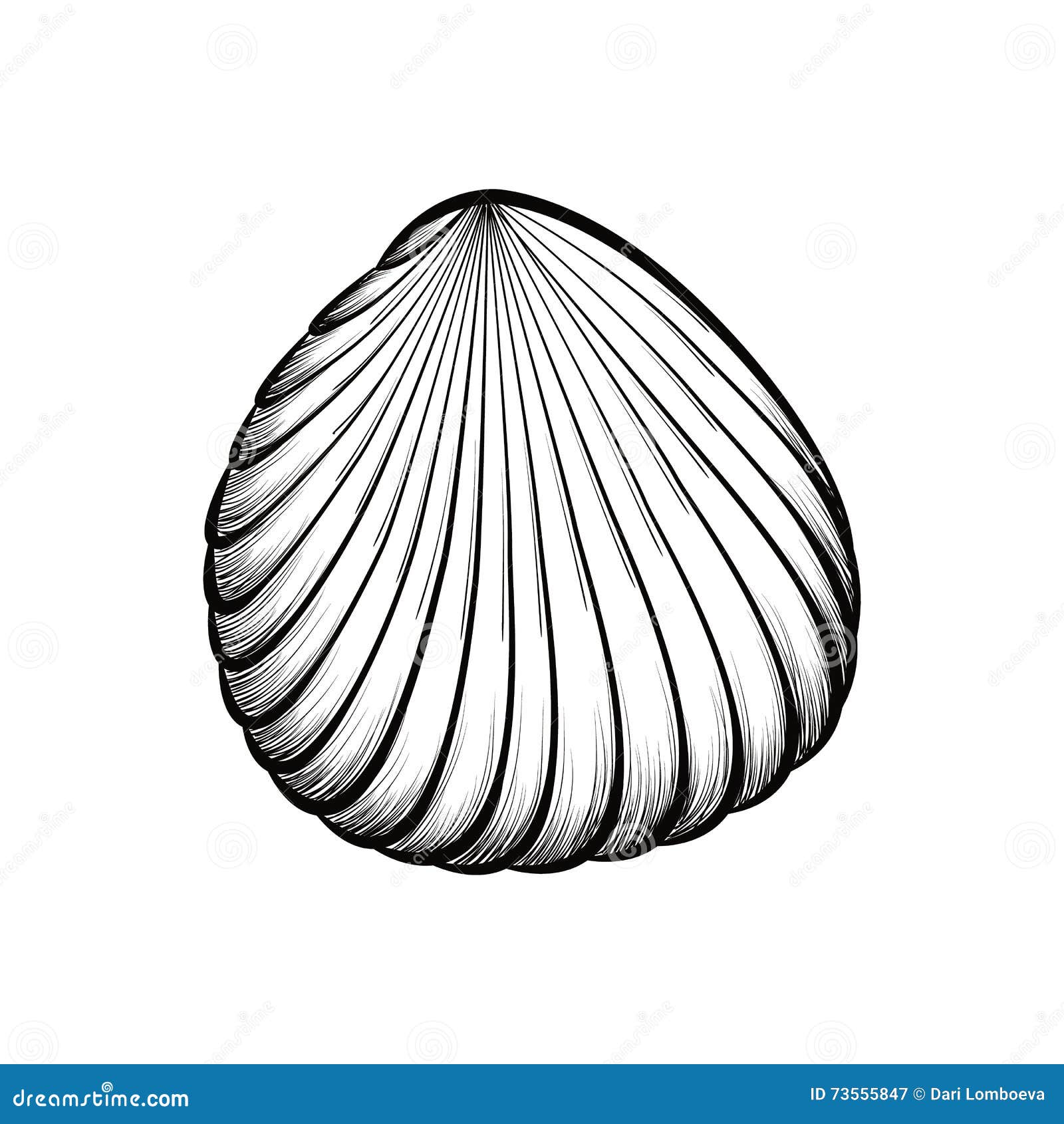 Hand Drawn Black and White Shell. Sketch Stock Vector - Illustration of ...