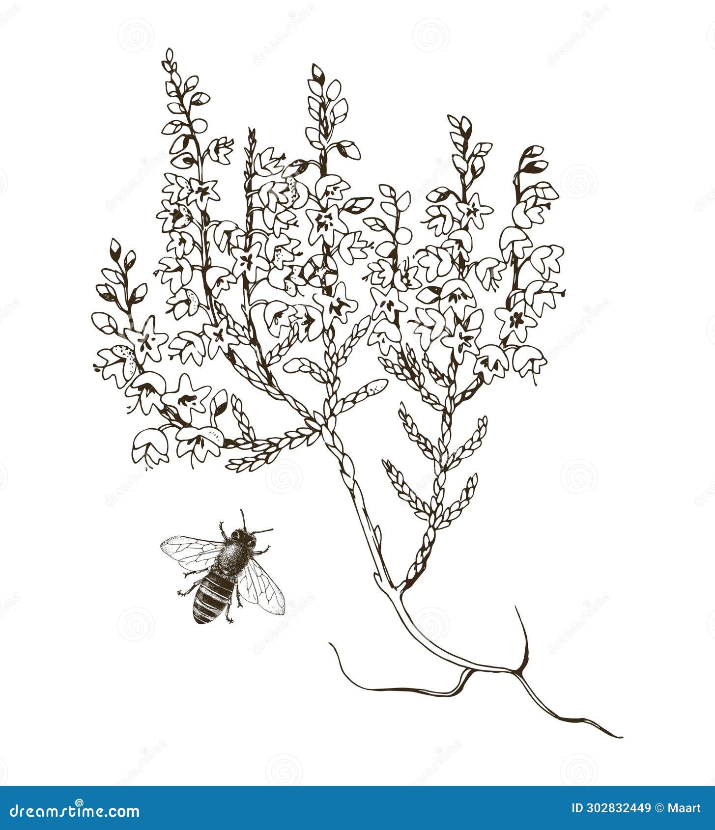 Hand Drawn Blooming Heather and Bee Stock Vector - Illustration of leaf ...
