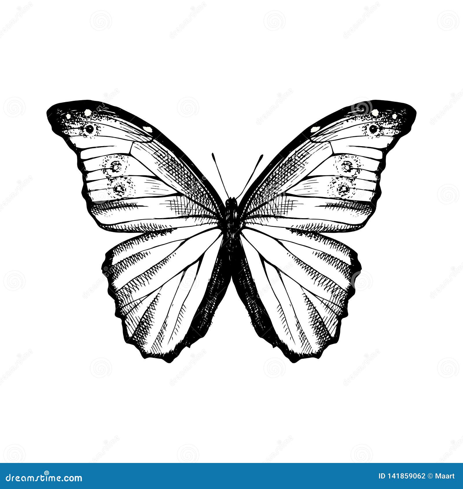 Blue Morpho Butterfly Animal Vector Illustration Hand Drawn Cartoon Art ...