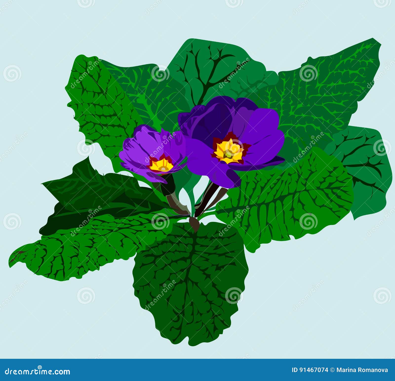 Hand drawn blue primrose stock vector. Illustration of blossom - 91467074