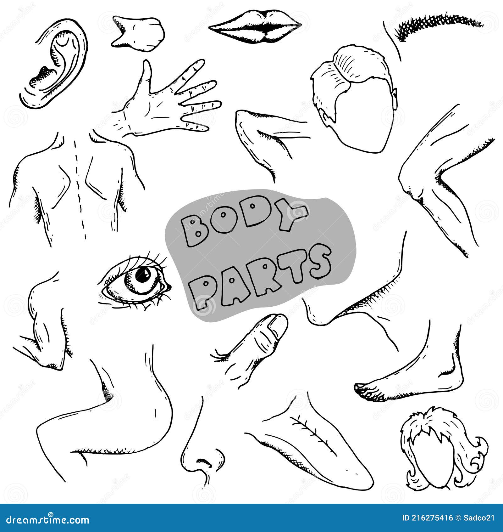 Hand Drawn Body Parts Doodle Stock Vector - Illustration of limb, signs ...