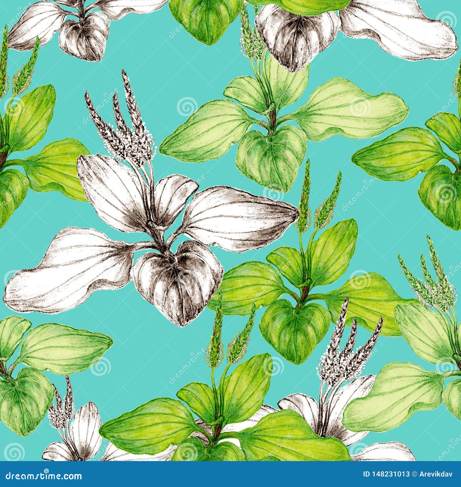 Hand Drawn Botanical Seamless Pattern of Plantain Plant Stock ...