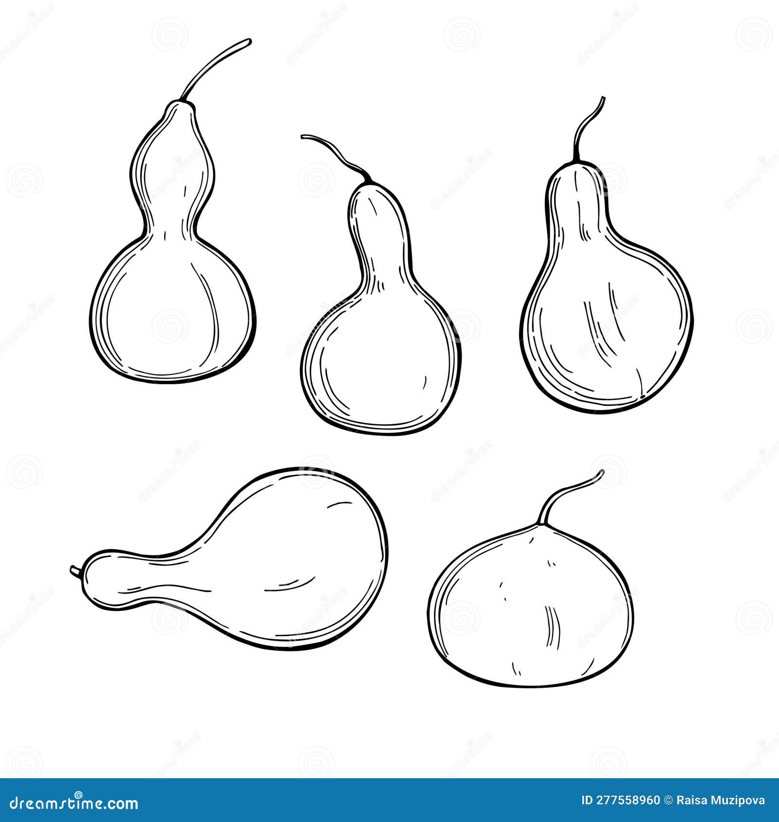 Bottle Gourds. Vector Illustration Stock Vector - Illustration of ...