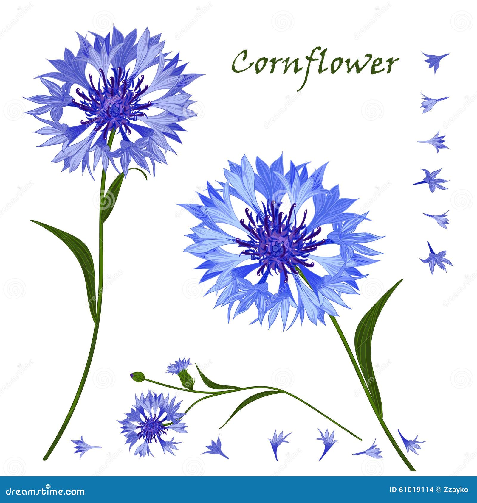 Hand-drawn Bouquet of Beautiful Blue Cornflower, Isolated Pattern Stock ...