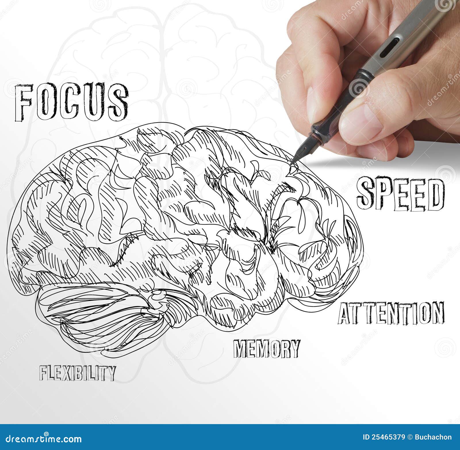 Hand drawn brain stock illustration. Illustration of attention - 25465379