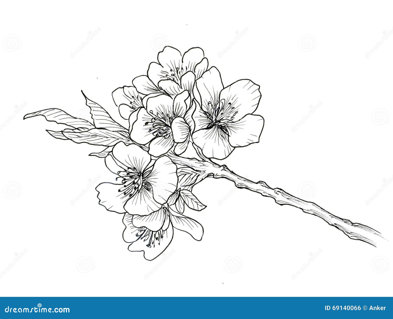 Hand Drawn Branch of Cherry Blossom Stock Illustration - Illustration ...