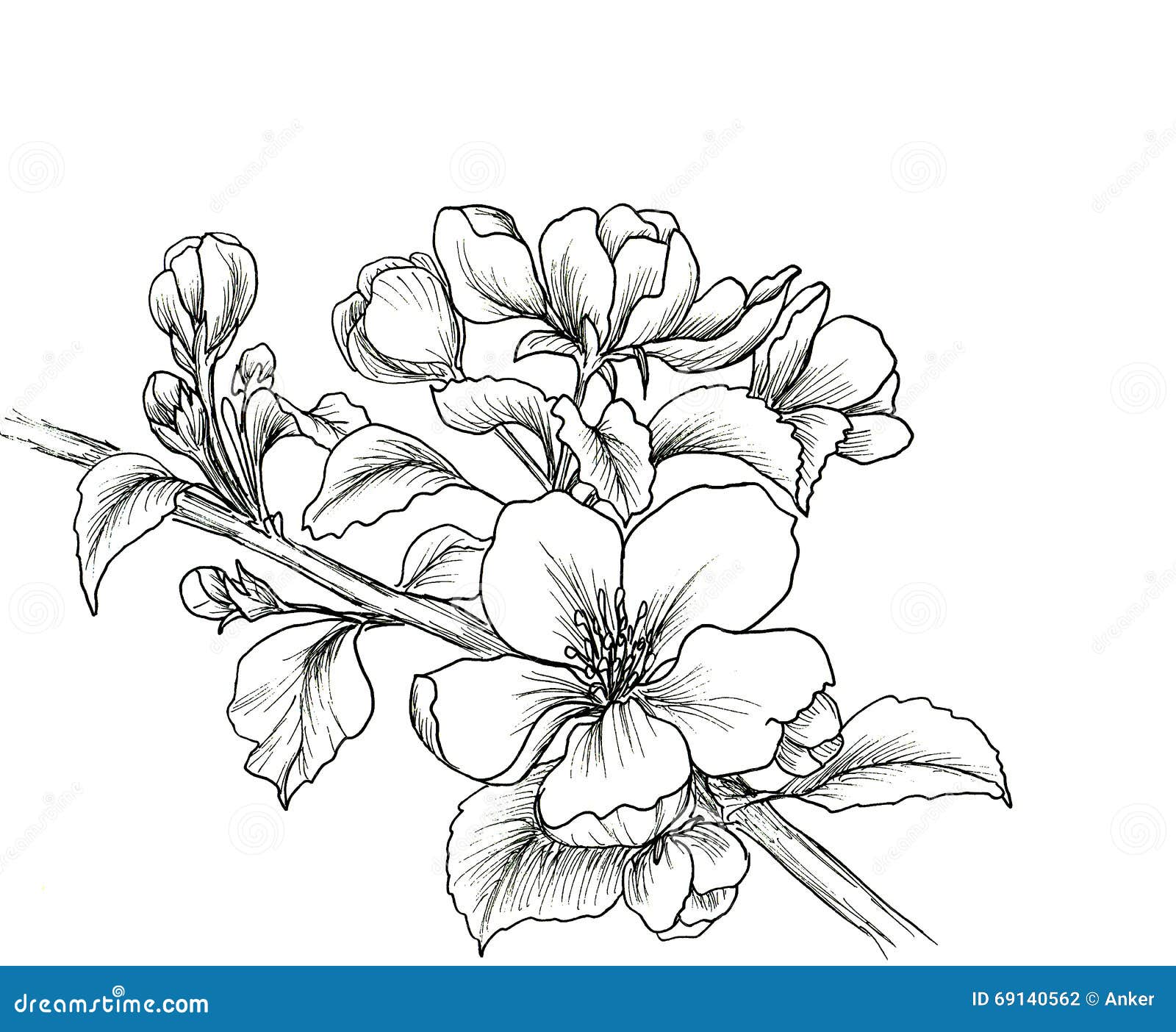 Hand Drawn Branch of Cherry Blossom Stock Illustration - Illustration ...