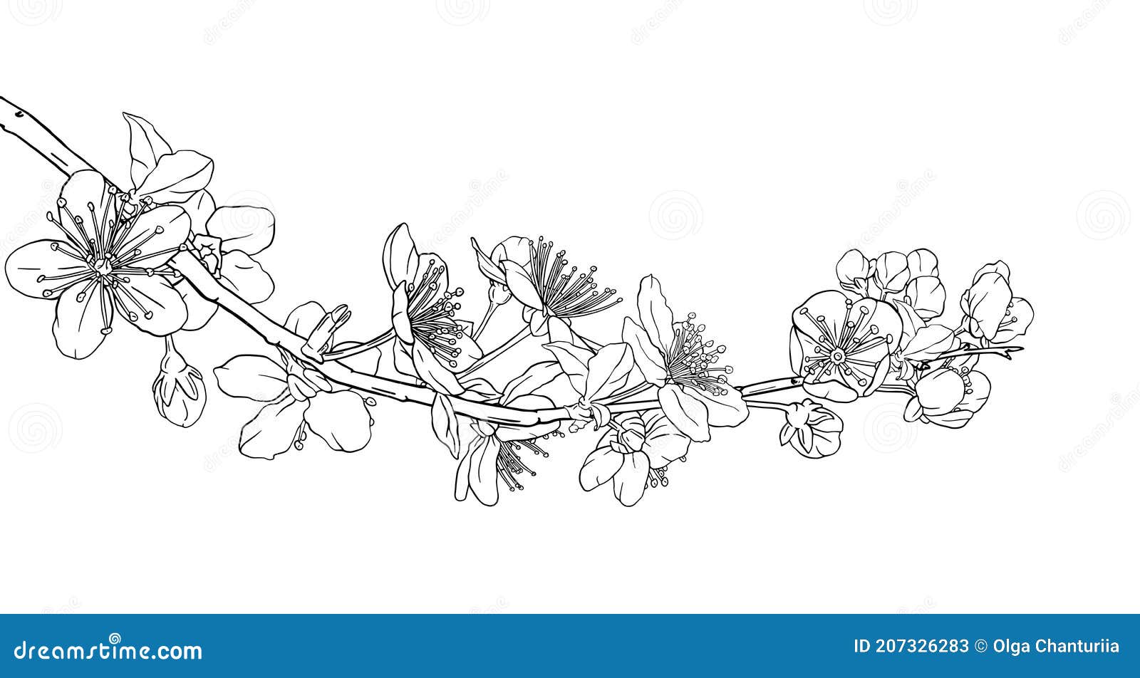 Hand Drawn Branch with Cherry Blossoms. Sakura Flowers, Leaves, Petals ...
