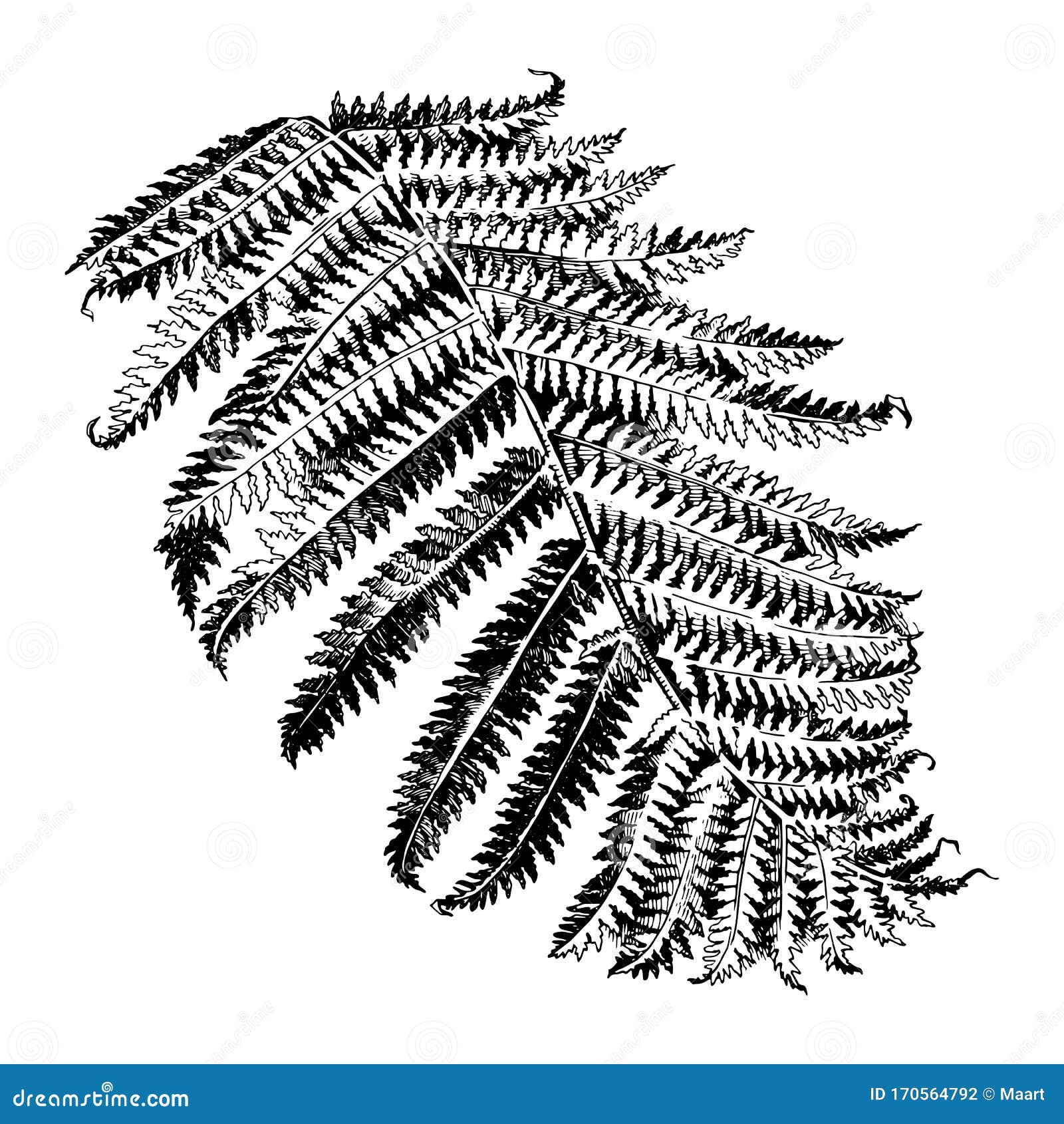 Hand drawn branch of fern stock vector. Illustration of fern - 170564792