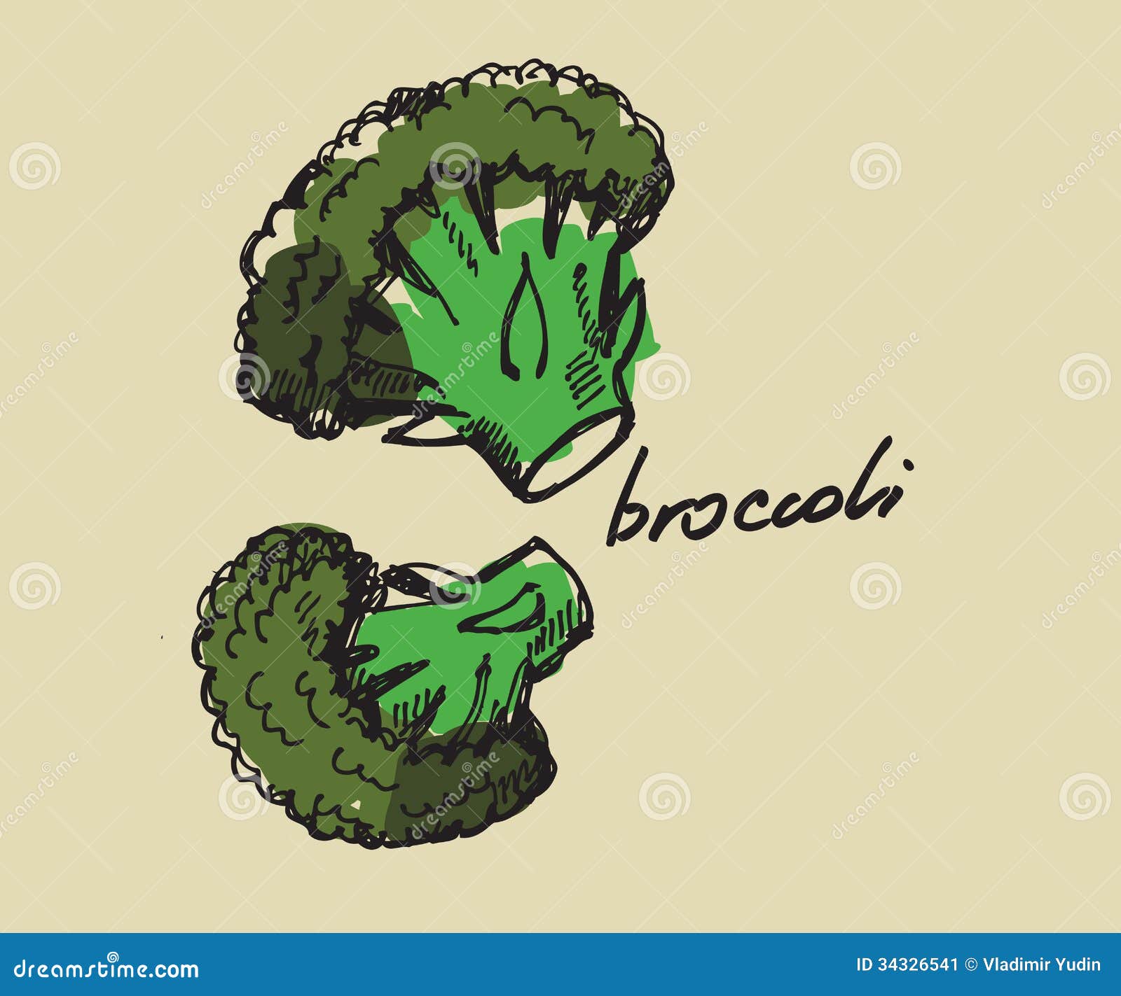 Hand drawn broccoli stock vector. Illustration of food - 34326541