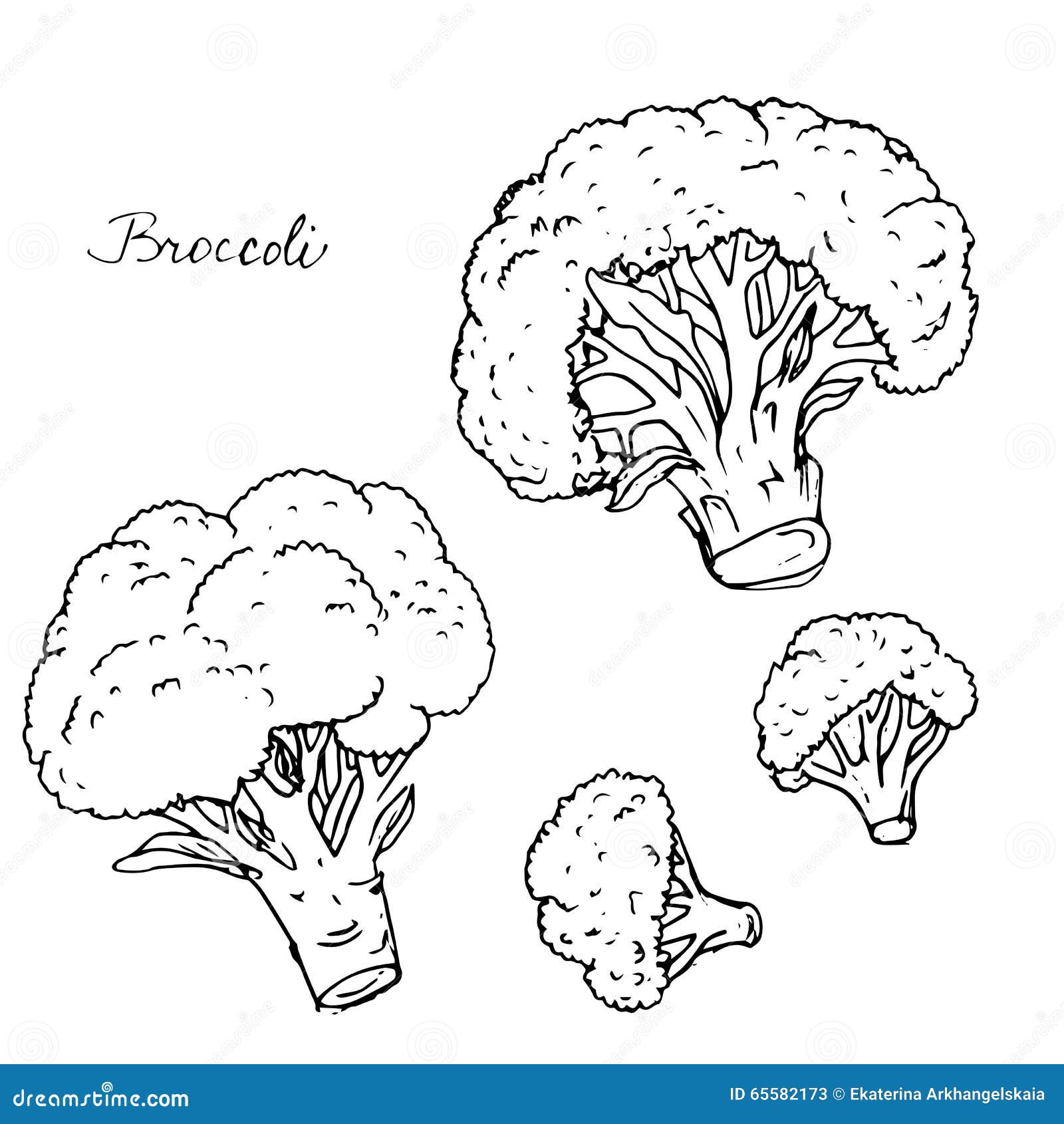 Hand drawn broccoli stock vector. Illustration of cabbage - 65582173