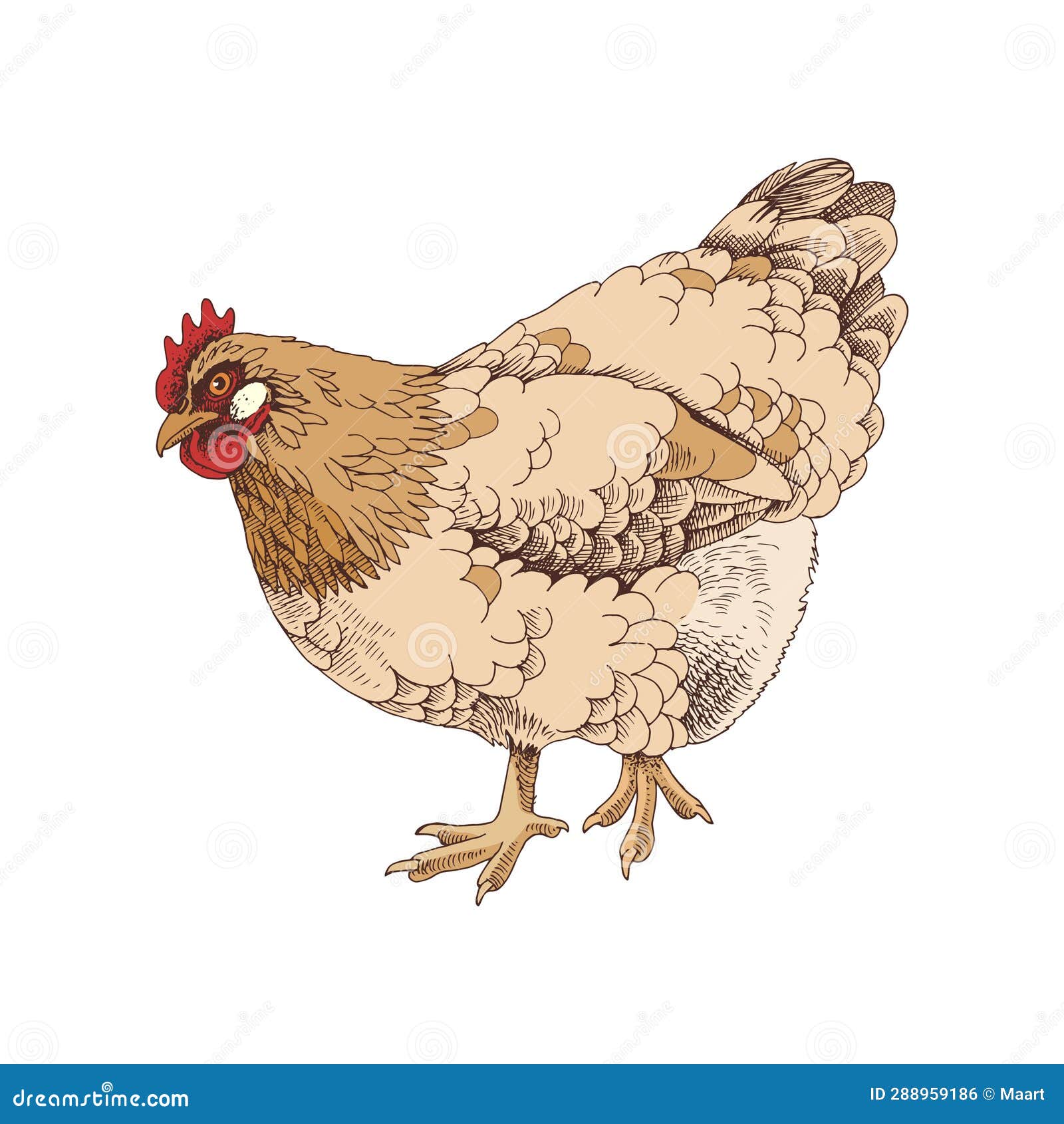 Hand Drawn Buff Orphington Chicken Stock Vector - Illustration of ...