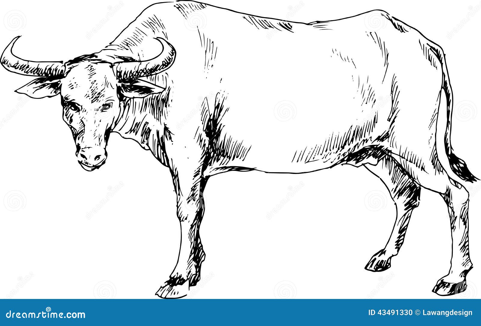 Hand drawn buffalo stock vector. Illustration of wildlife - 43491330