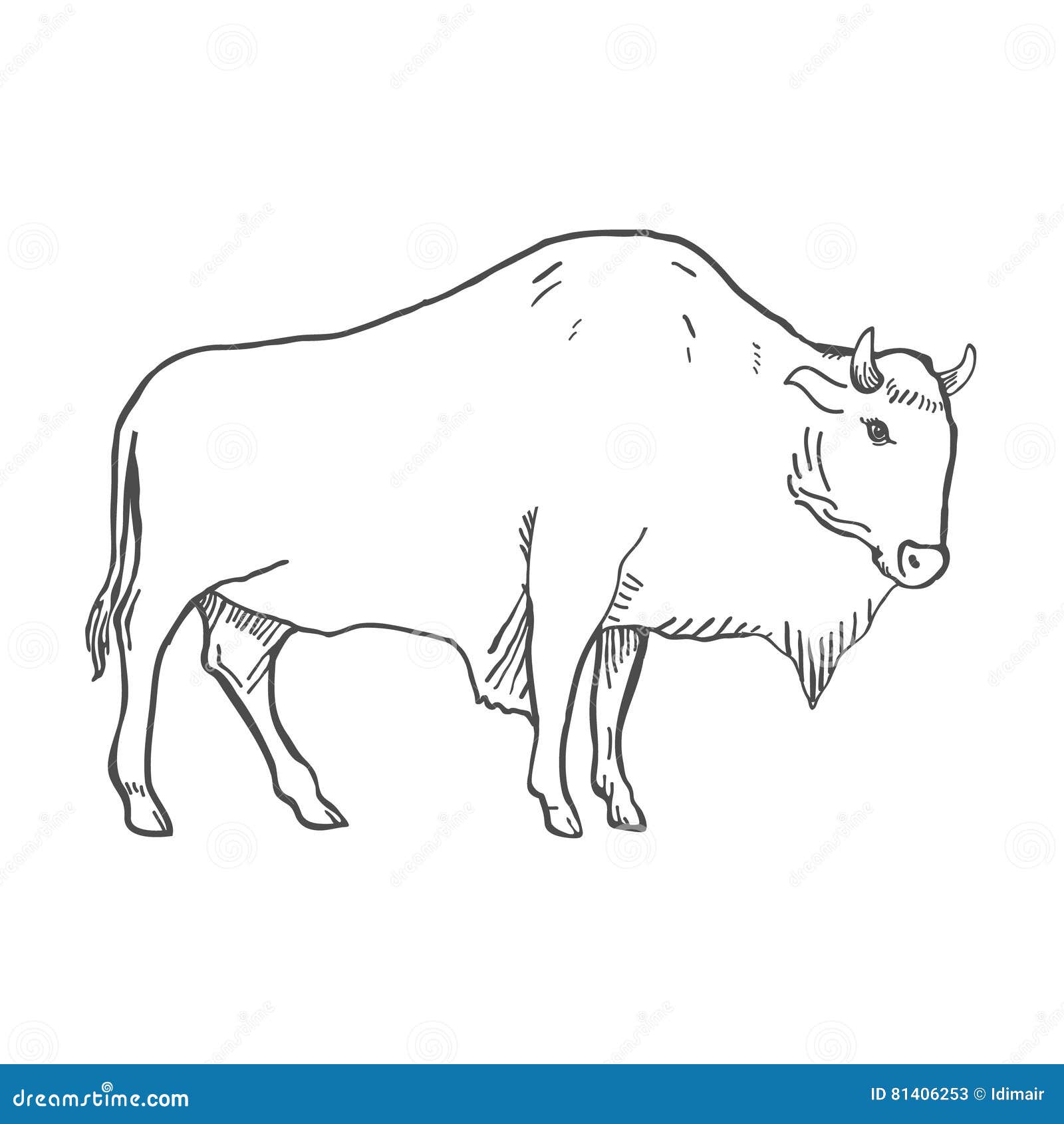 Hand Drawn Buffalo Illustration Isolated on White. Vector Stock Vector ...