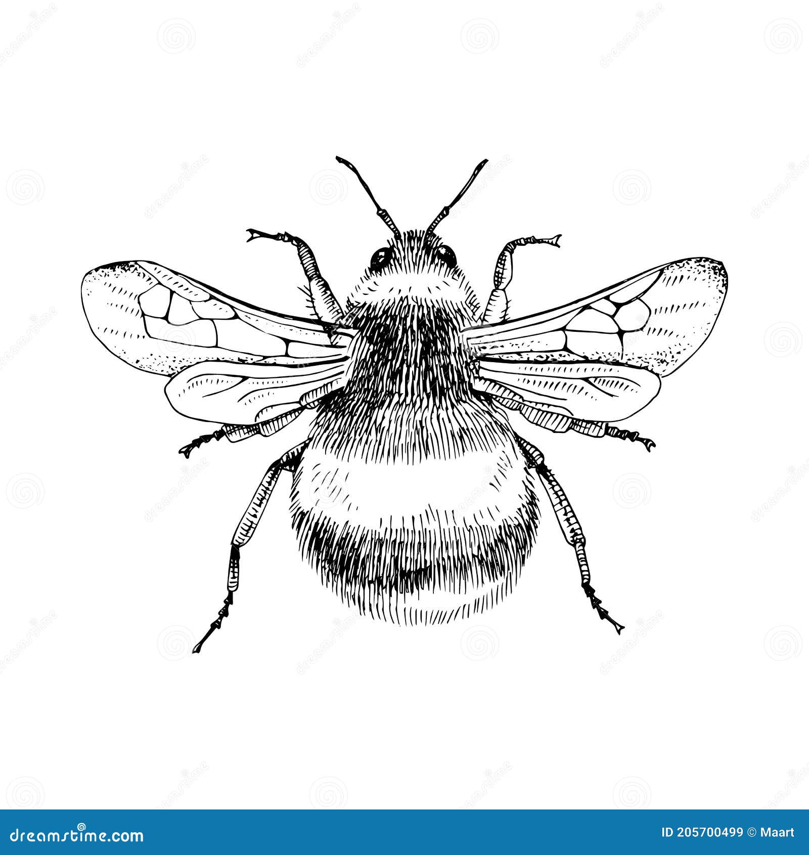 Bumblebee On A White Background. Watercolor Drawing. Insects Art ...