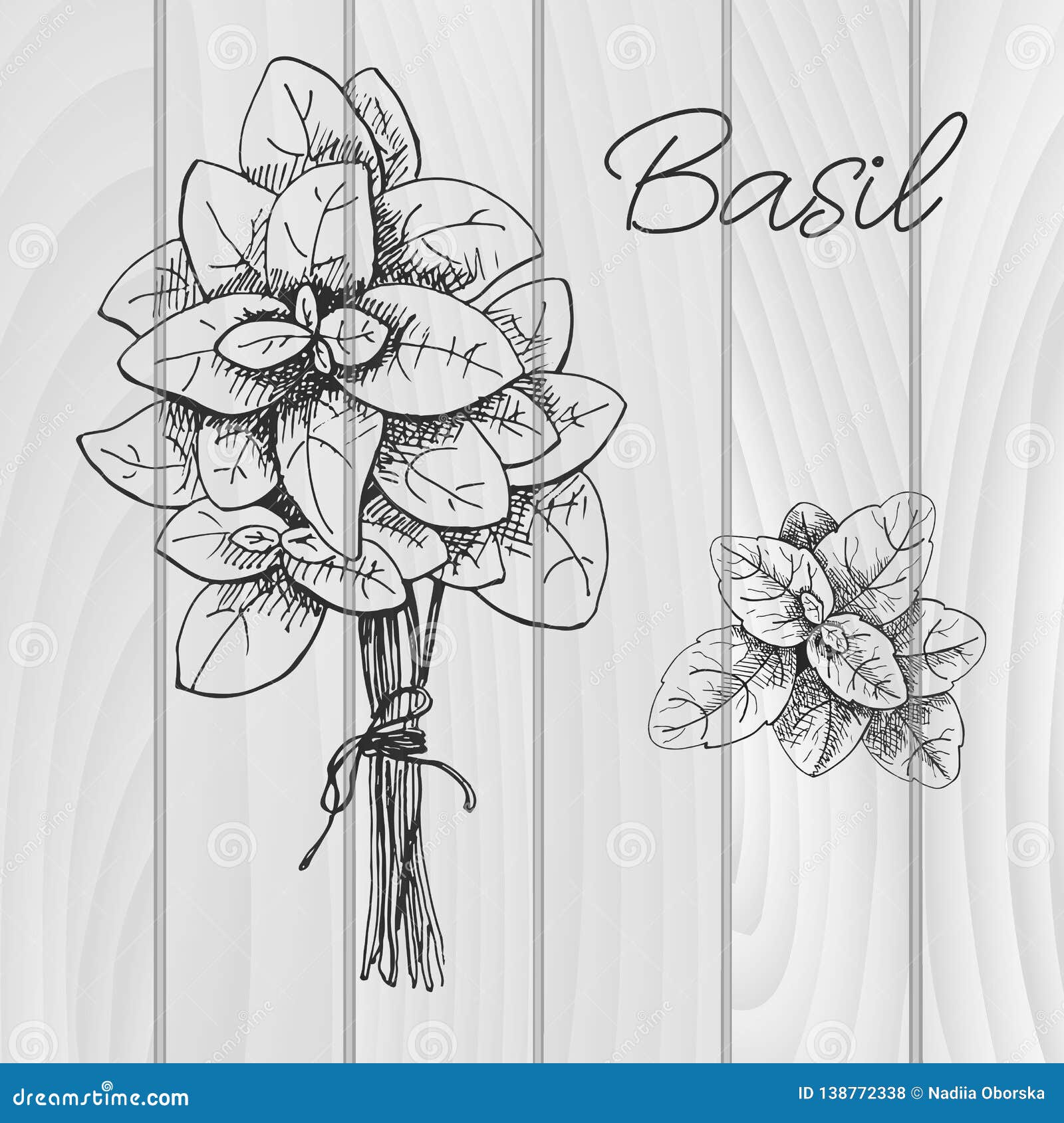 Hand Drawn Bunch of Basil. Fresh Basil Stock Illustration ...