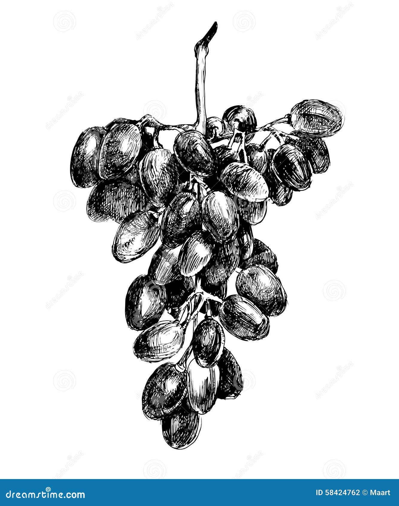 Hand drawn bunch of grapes stock vector. Illustration of drawn - 58424762