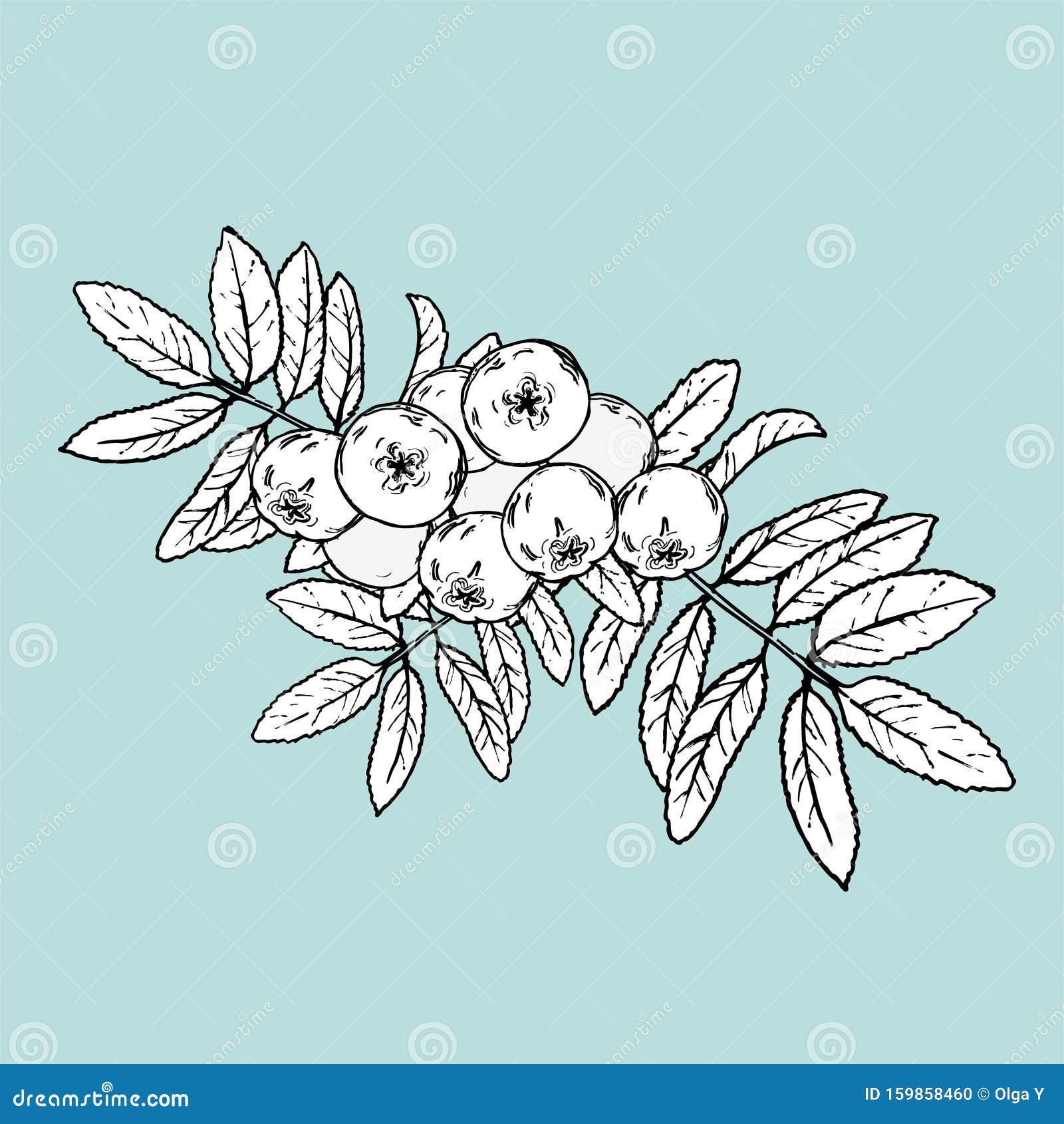 Hand Drawn Bunch of Mountain Ash. Vector Illustration Stock Vector ...