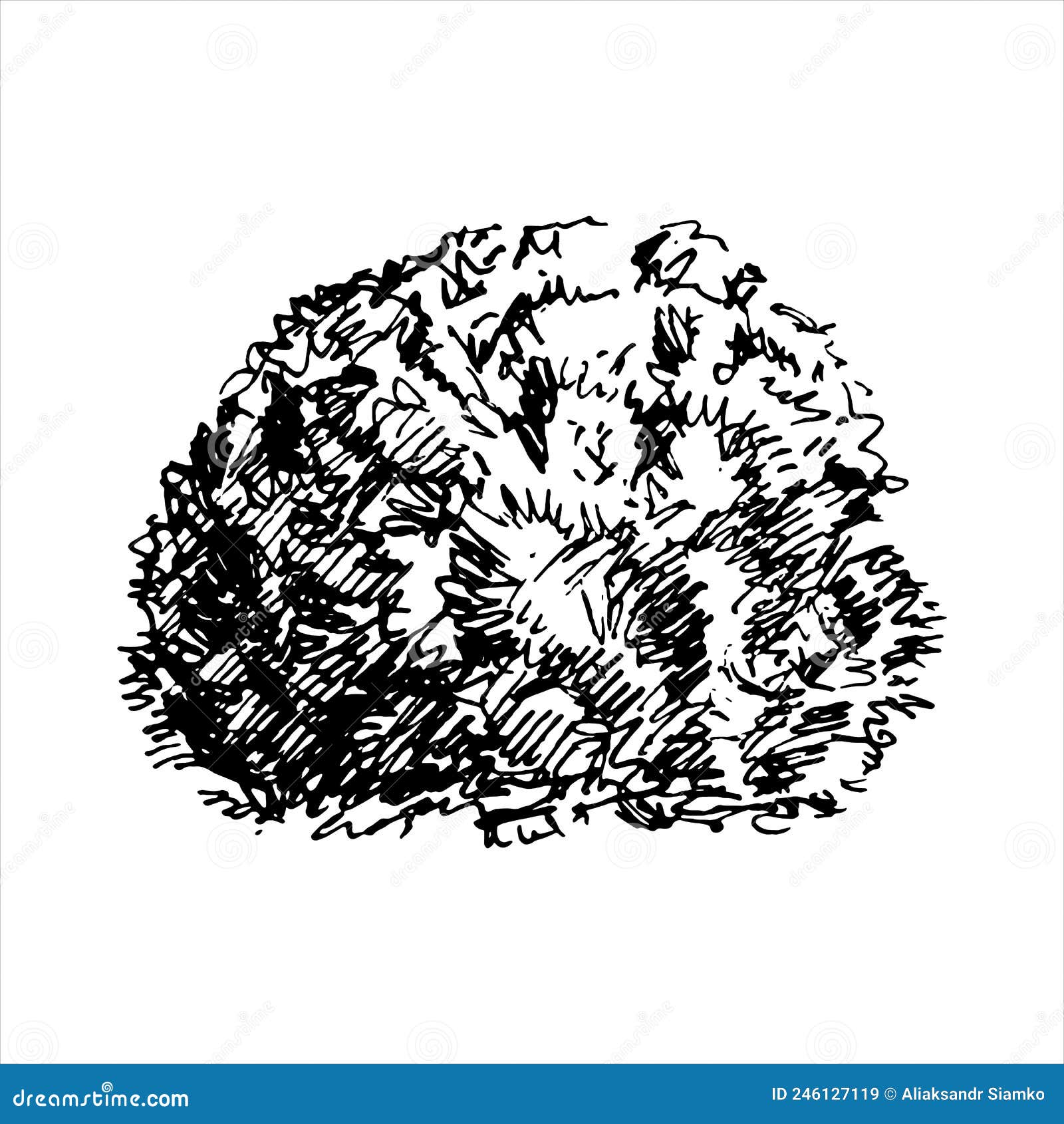 Hand Drawn Bush, Dendrology Sketch Element, Graphic Template Stock ...