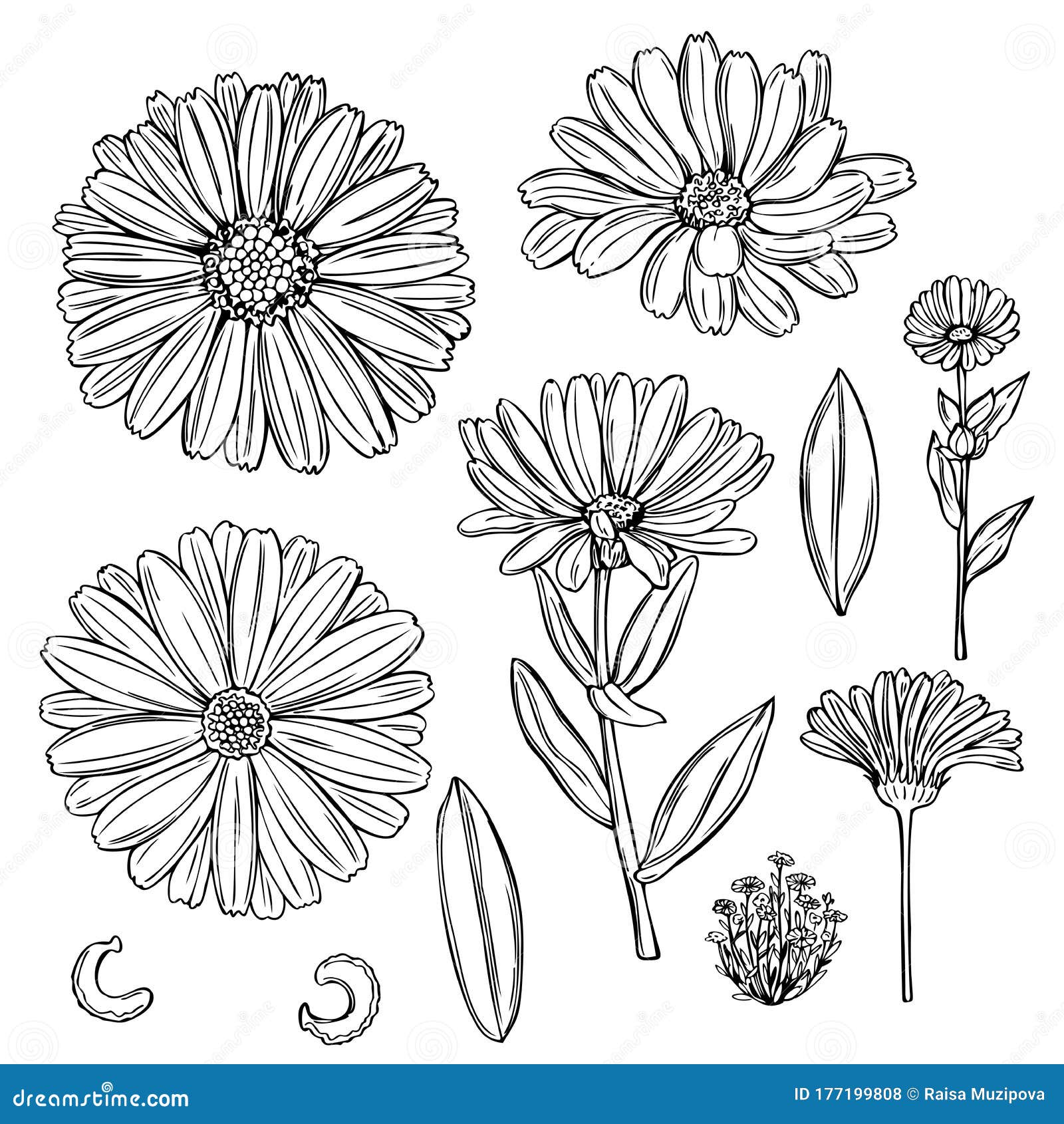 Hand Drawn Calendula. Medicinal Herbs. Vector Sketch Illustration Stock ...
