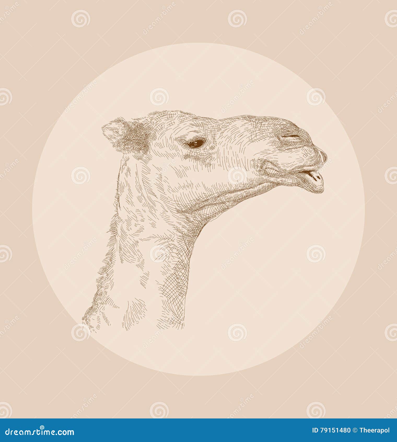 Hand drawn camel head stock illustration. Illustration of humpback ...