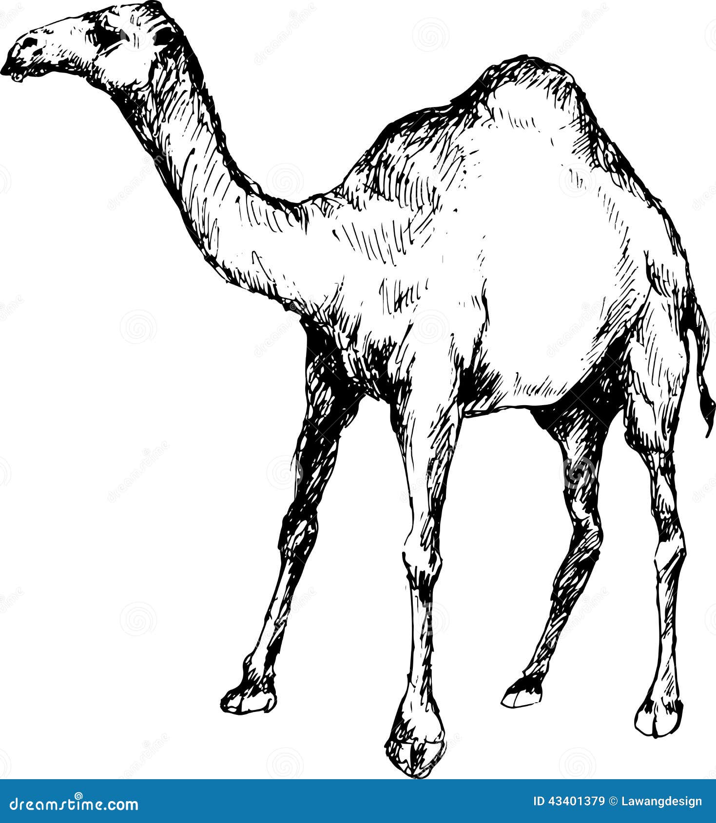 Hand drawn camel stock vector. Illustration of hand, desert - 43401379