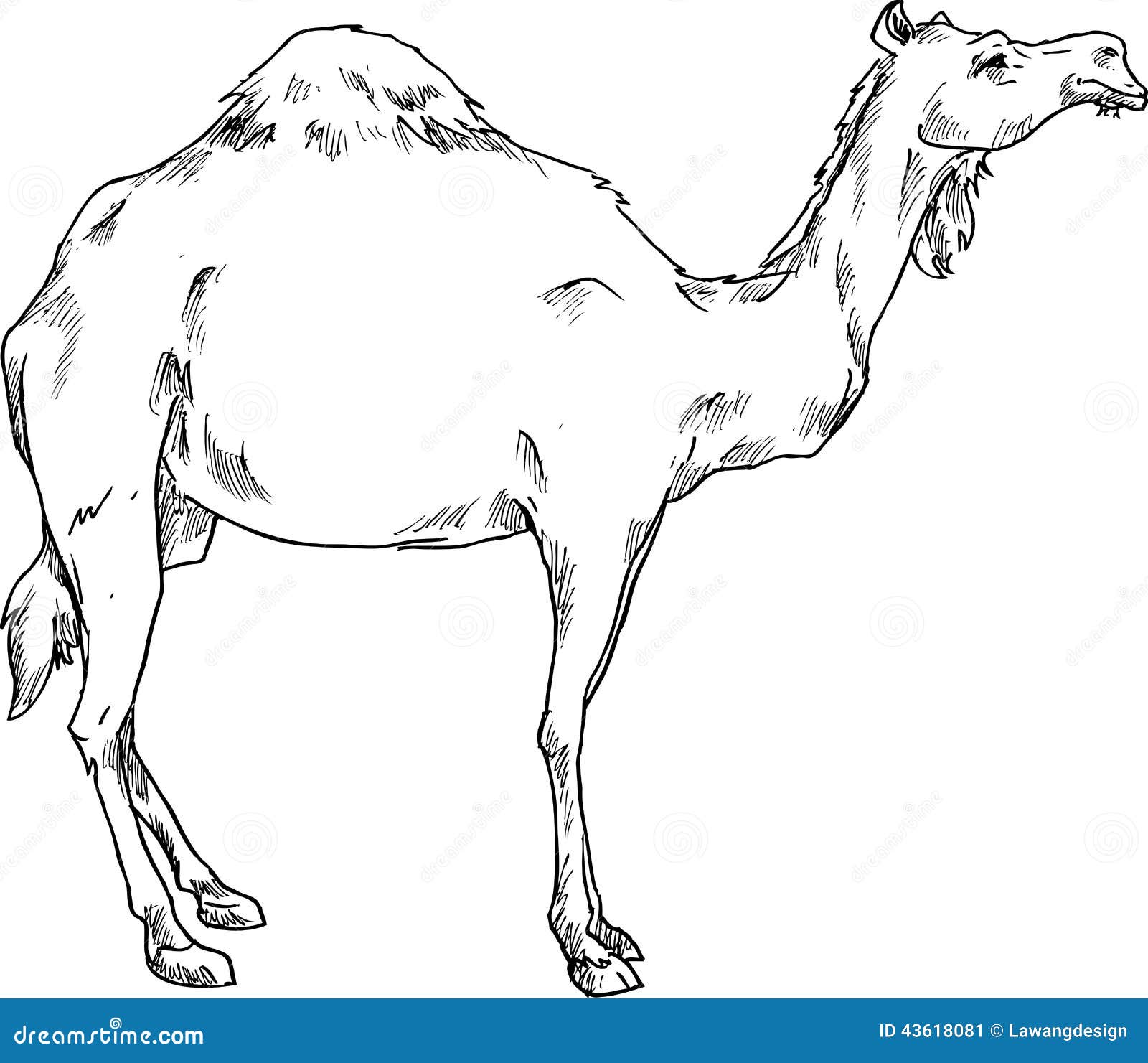 Hand drawn camel stock vector. Illustration of face, comic - 43618081