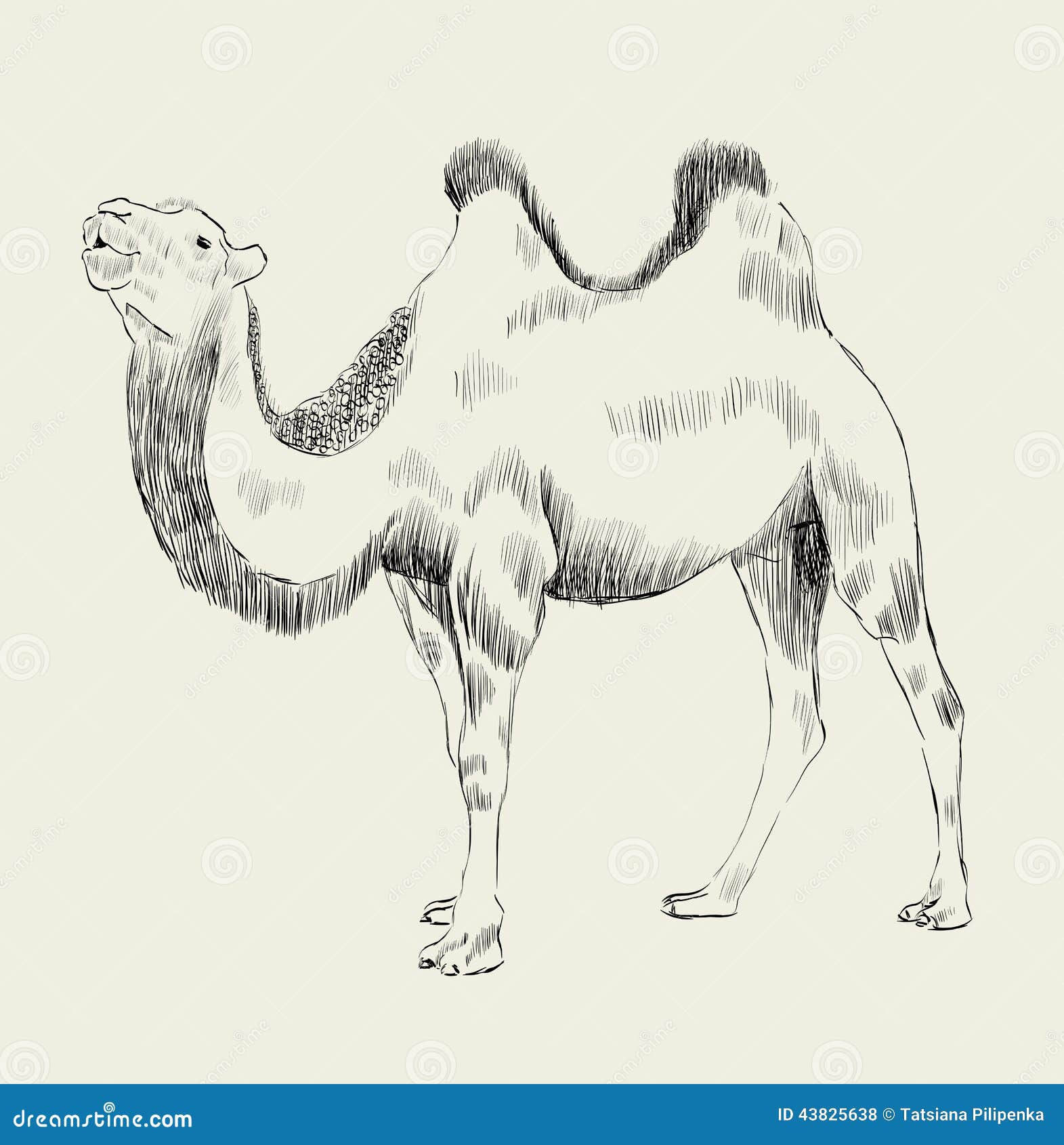 Hand drawn camel stock vector. Illustration of beast - 43825638