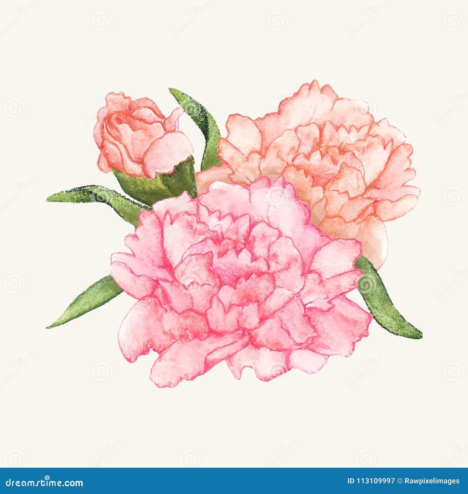 Hand Drawn Carnation Flower Isolated Stock Illustration - Illustration ...