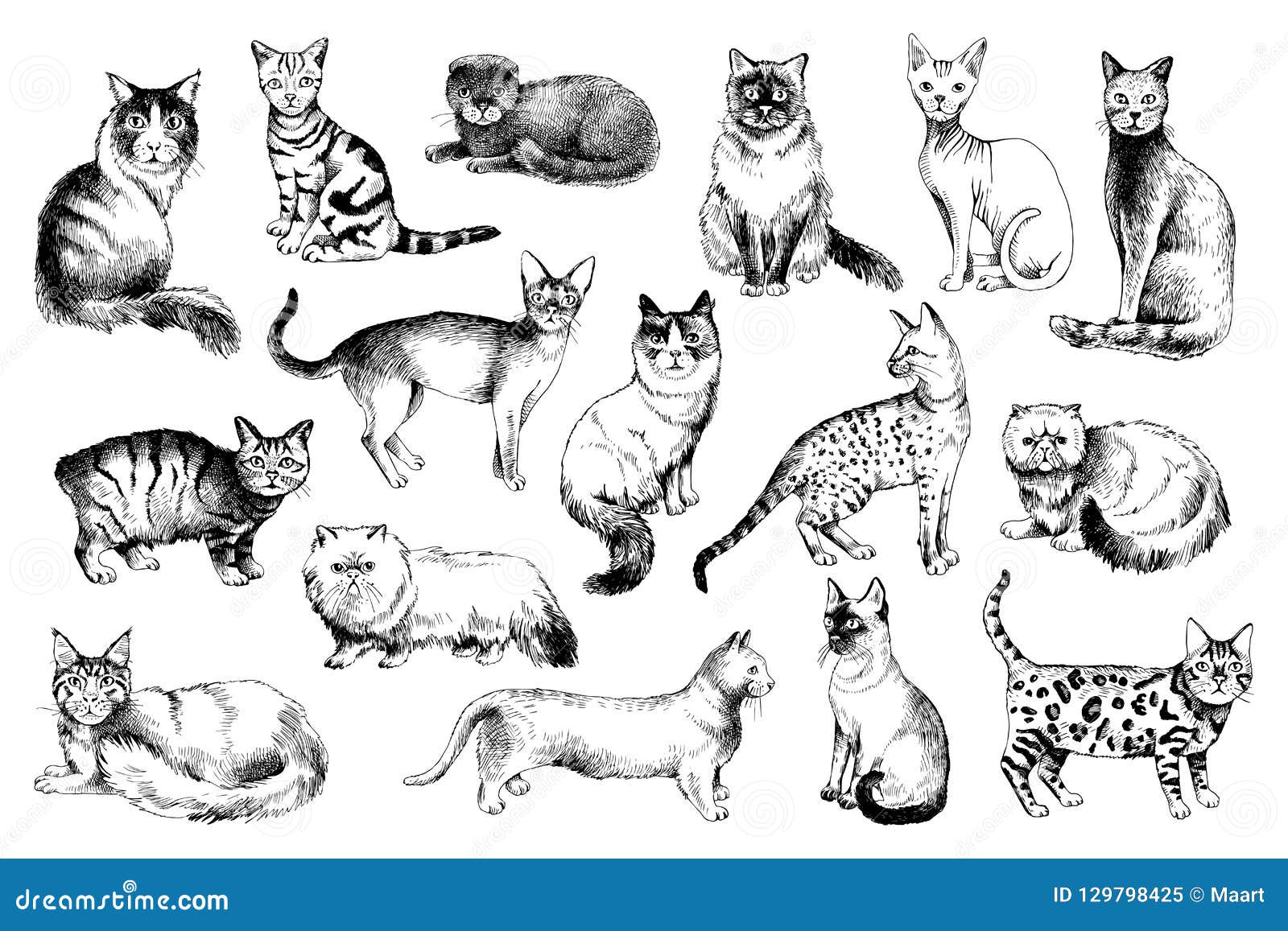 16 hand drawn cat breeds stock vector. Illustration of feline - 129798425