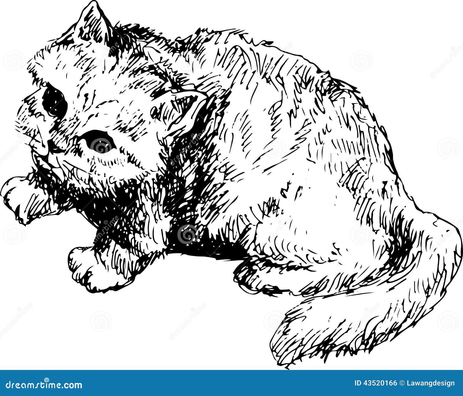 Hand drawn cat stock vector. Illustration of young, adorable - 43520166